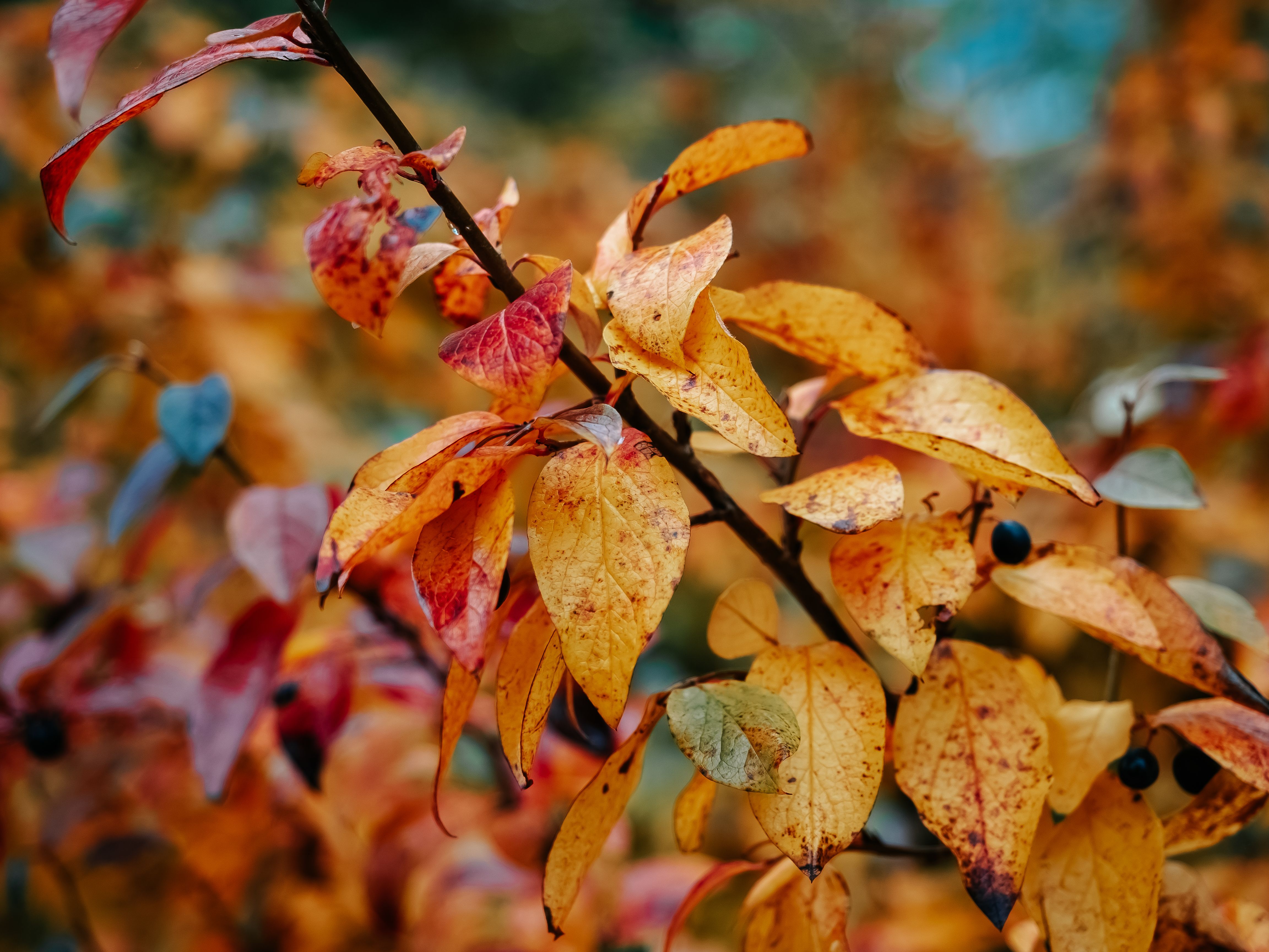 Branch with Autumn Leaves · Free Stock Photo