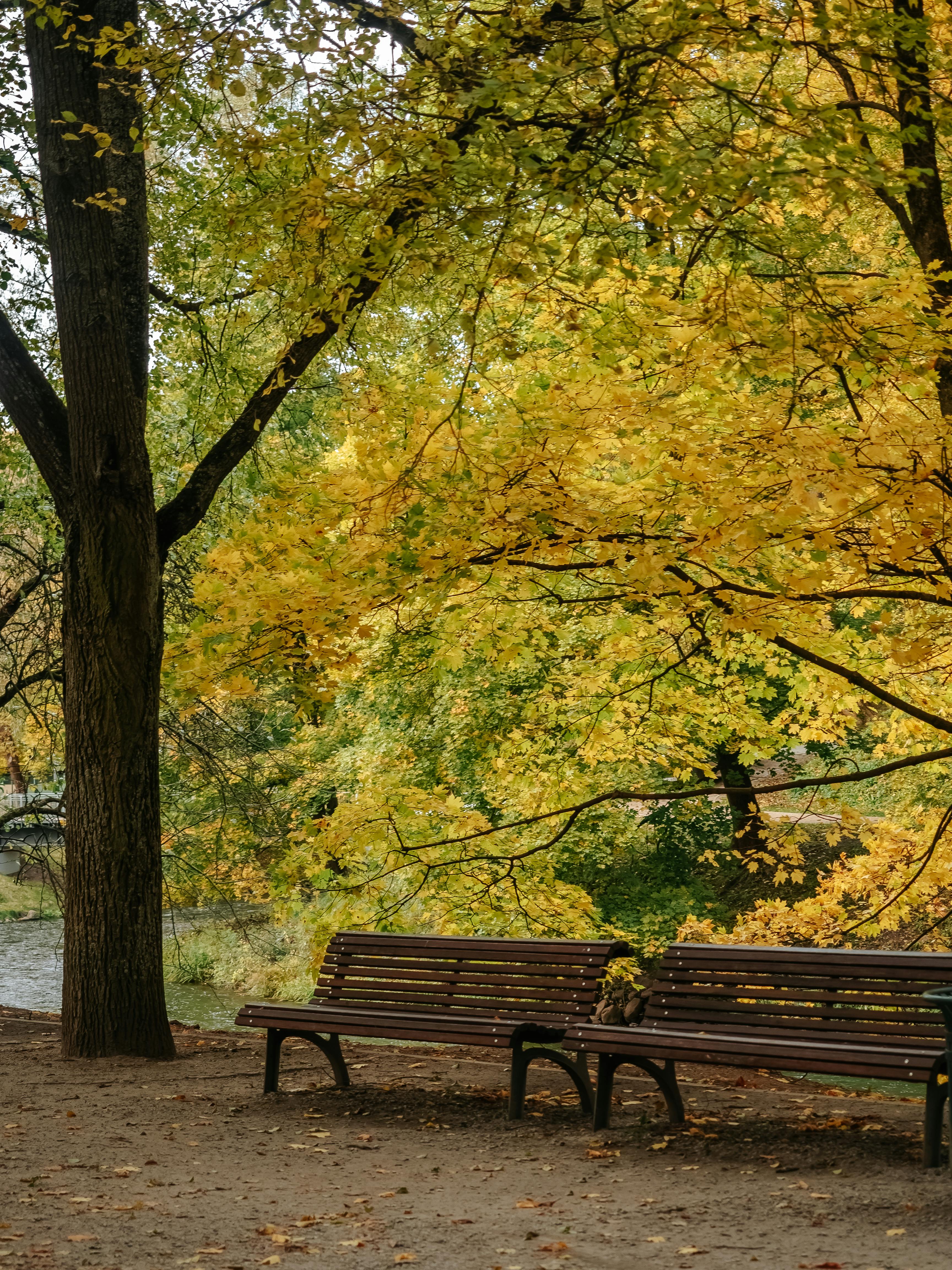 Wooden Benches in Park in Autumn · Free Stock Photo
