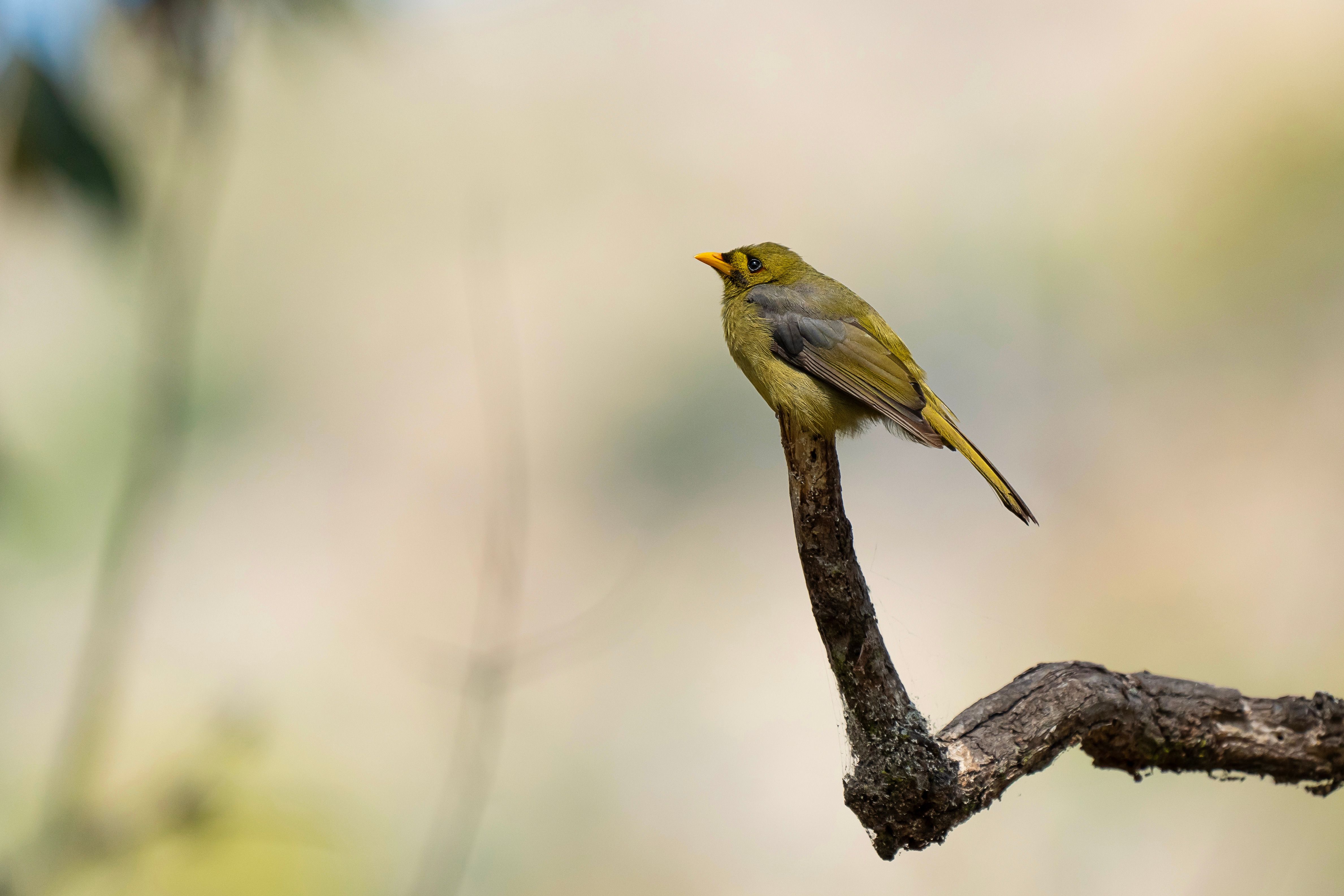 Bell Miner Photos, Download The BEST Free Bell Miner Stock Photos & HD ...