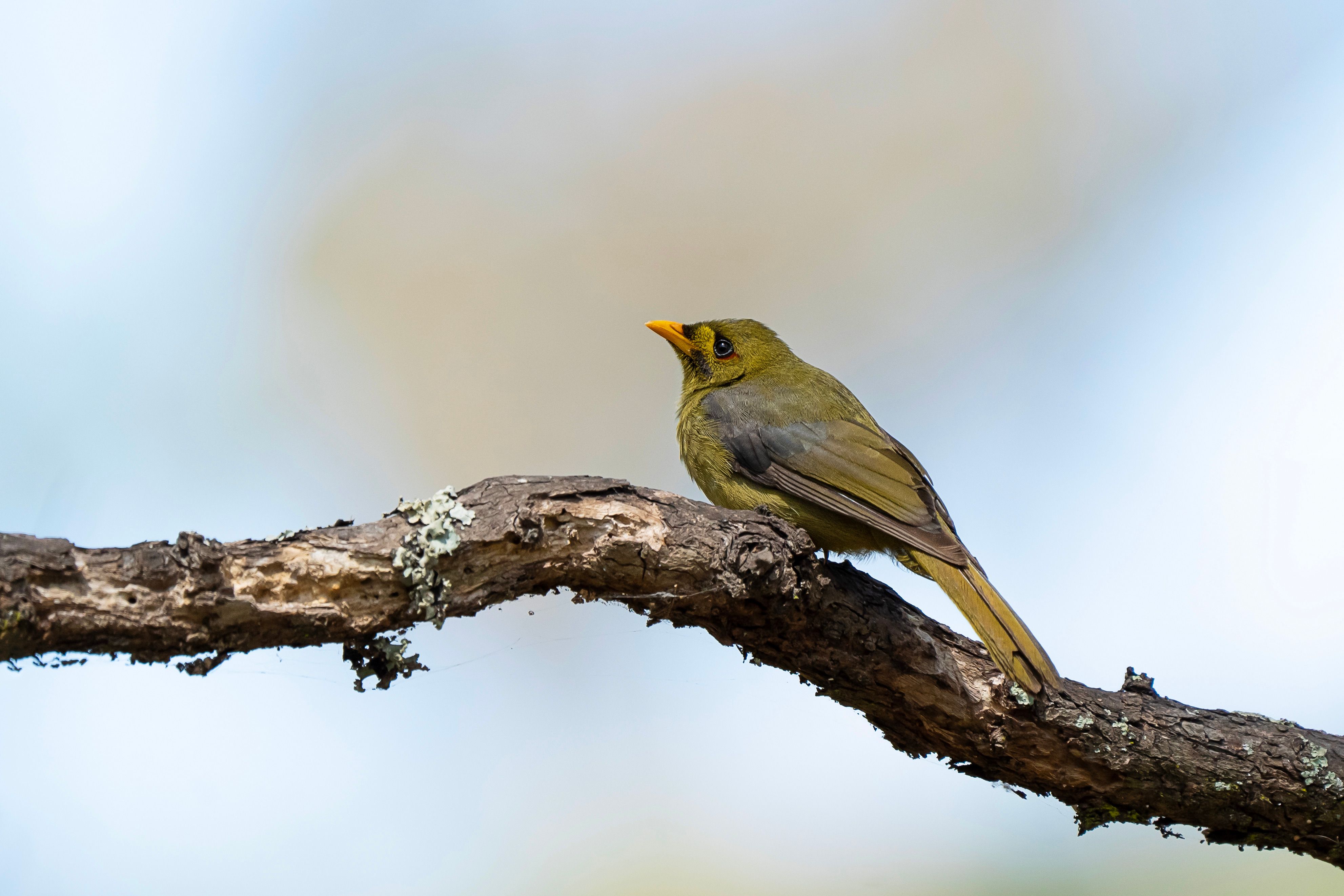 Green Bell Miner Perching on Branch · Free Stock Photo
