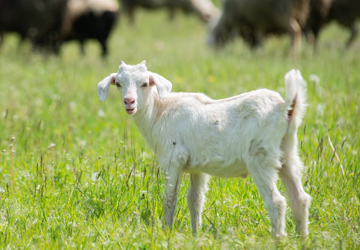 Standing Goat Photos, Download The BEST Free Standing Goat Stock Photos ...