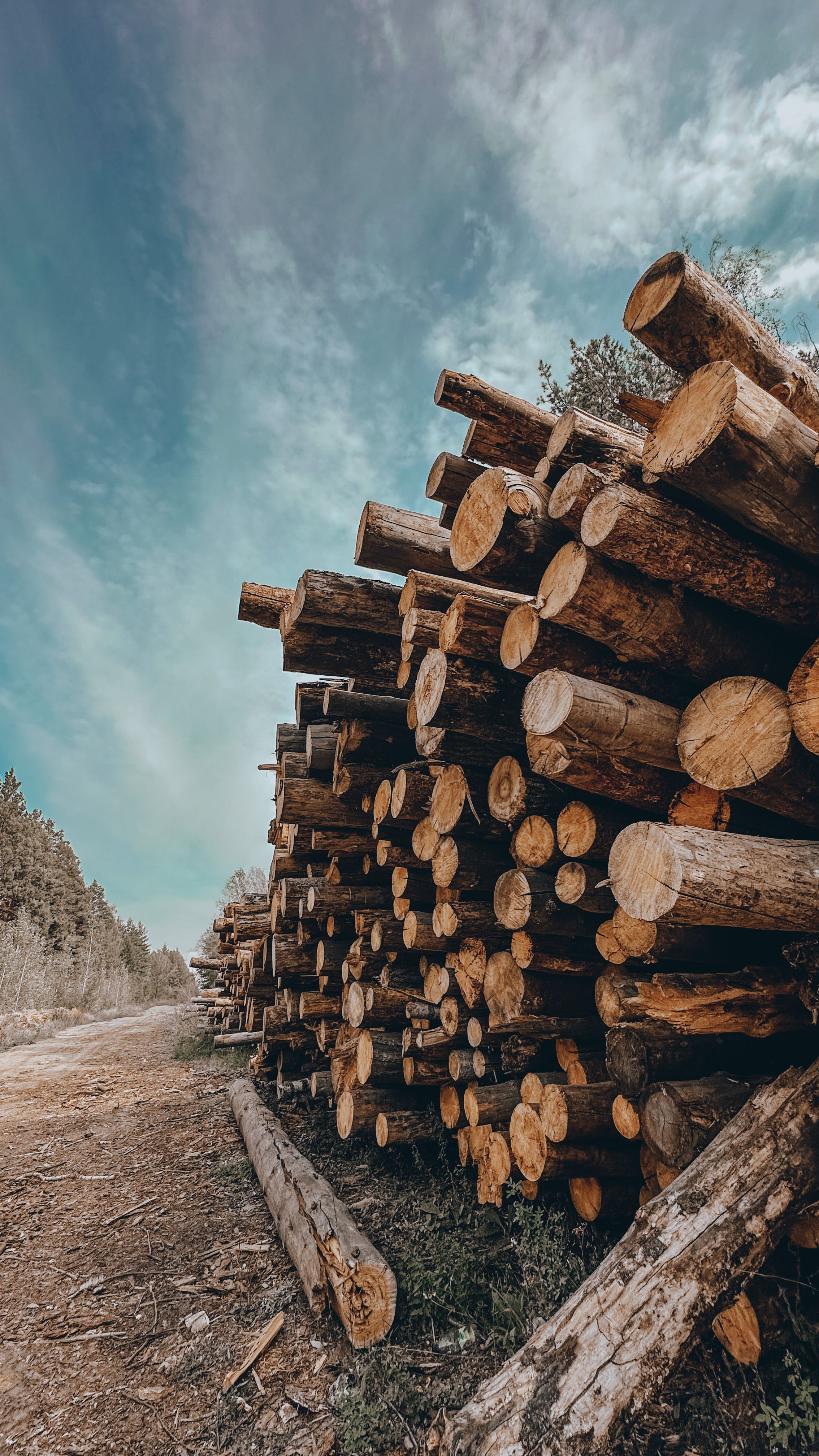 Heap of Timber · Free Stock Photo