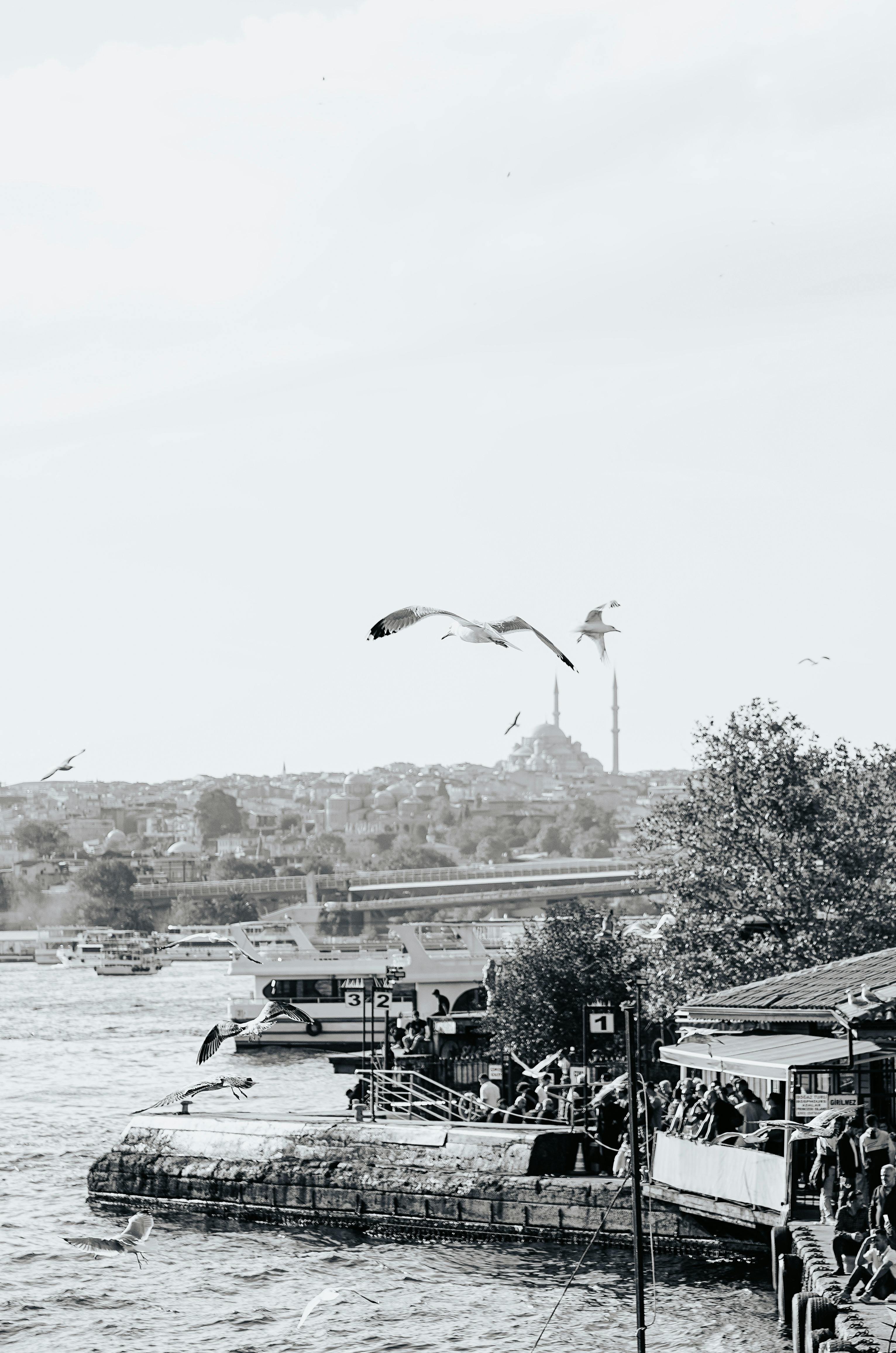 Fotos Animals Photos, Download The BEST Free Fotos Animals Stock Photos ...