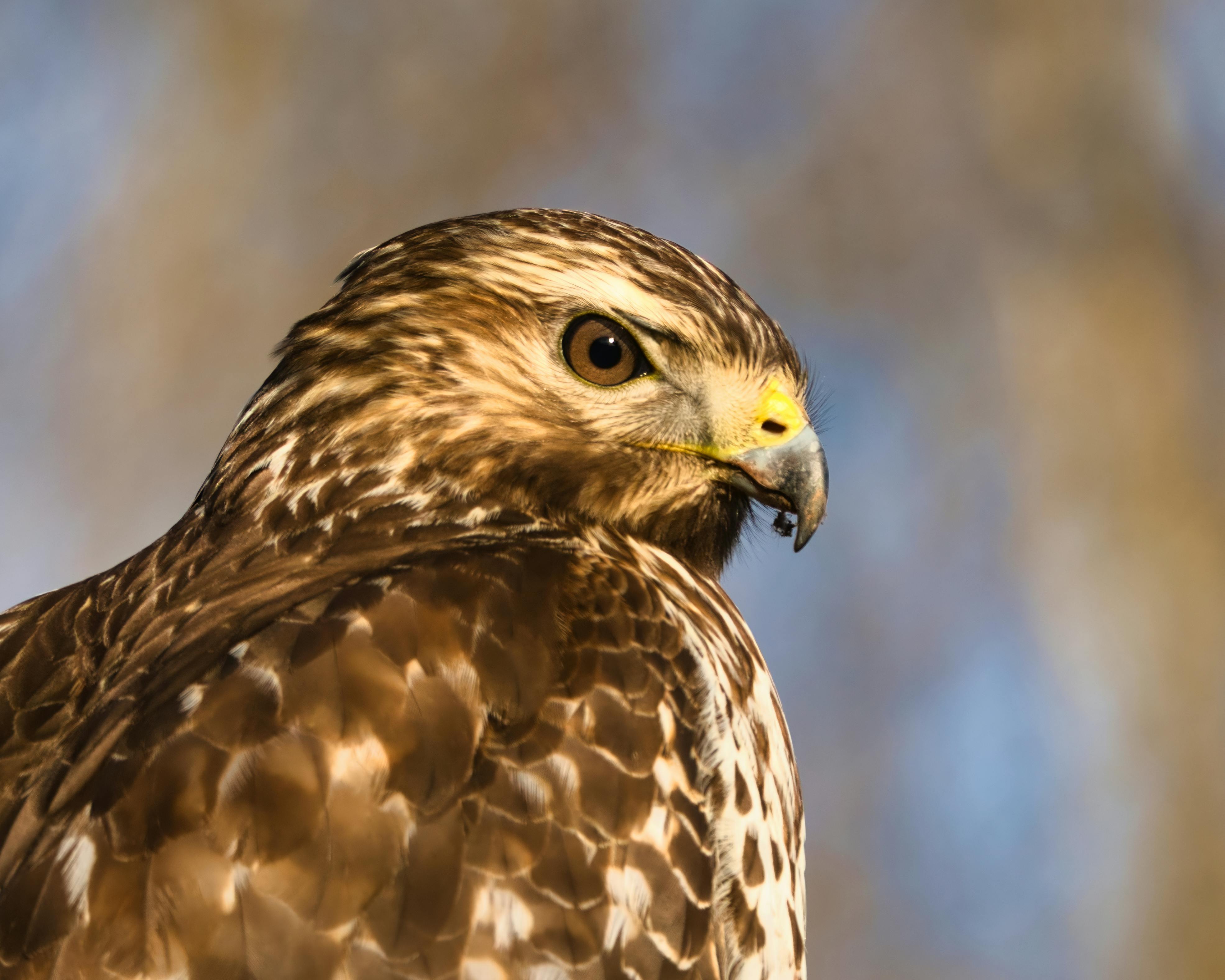 Bad Eagle Photos, Download The BEST Free Bad Eagle Stock Photos & HD Images