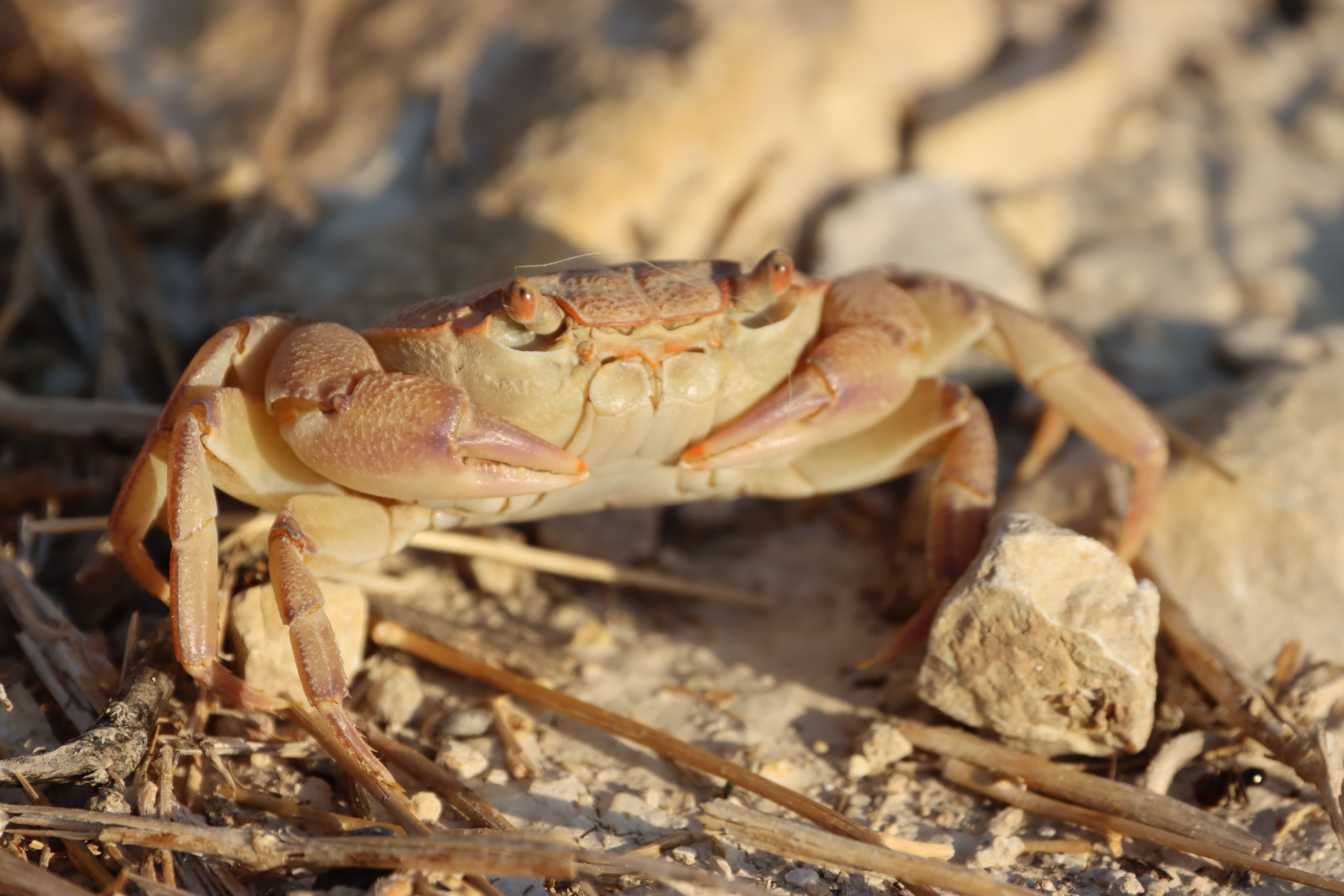 Red Crab On Rock · Free Stock Photo