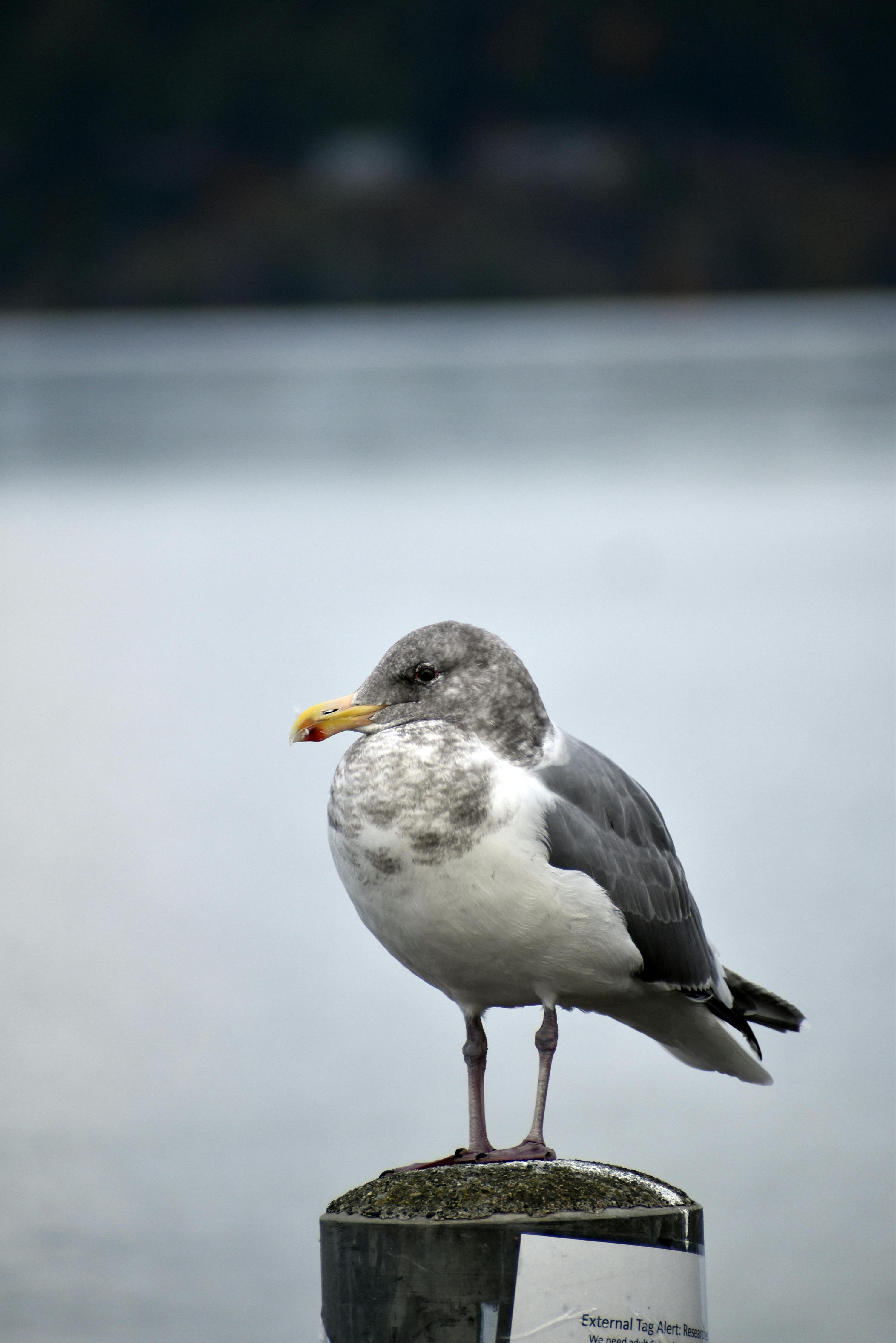 Seaguls Photos, Download The BEST Free Seaguls Stock Photos & HD Images