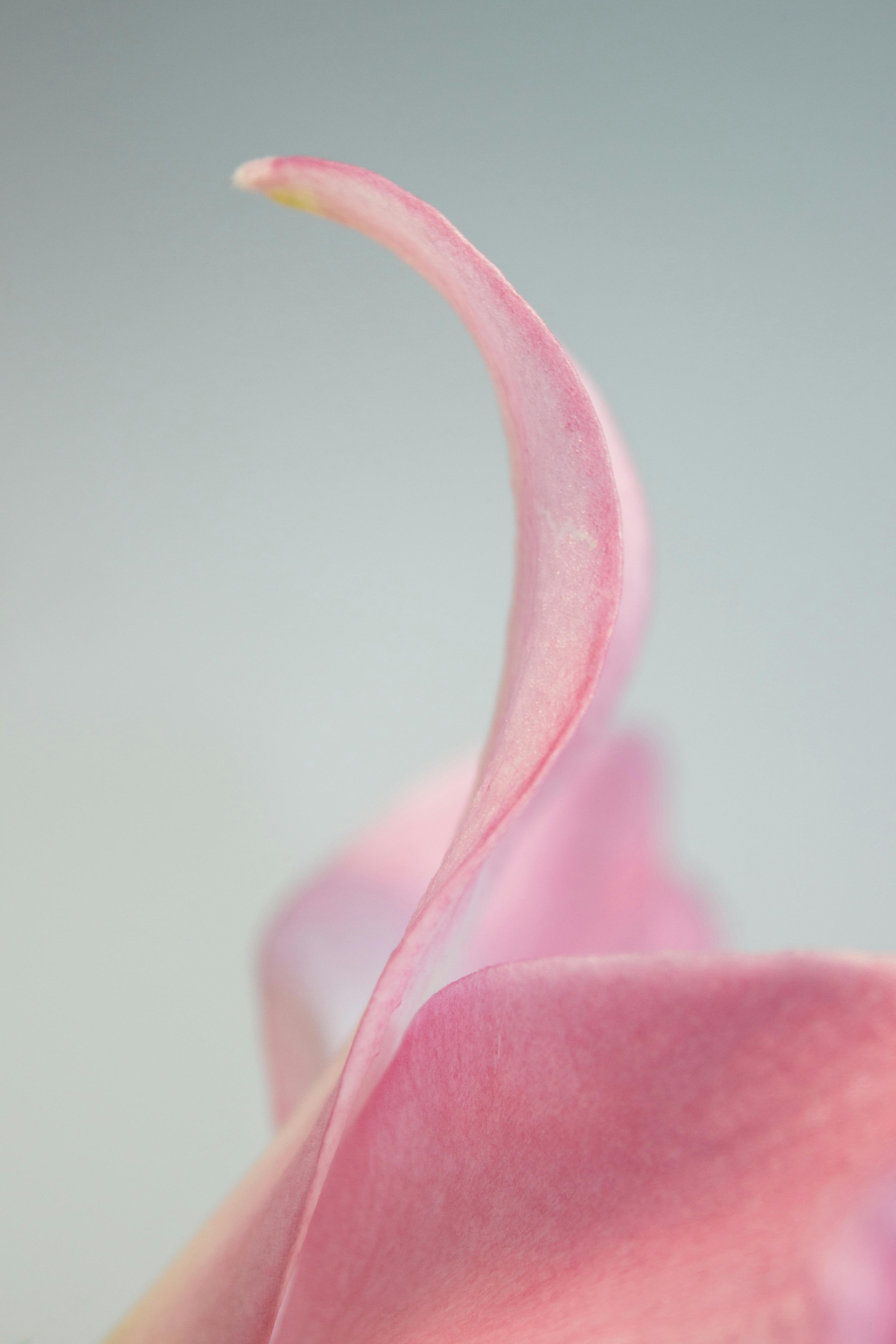 Pink Winding Petal · Free Stock Photo