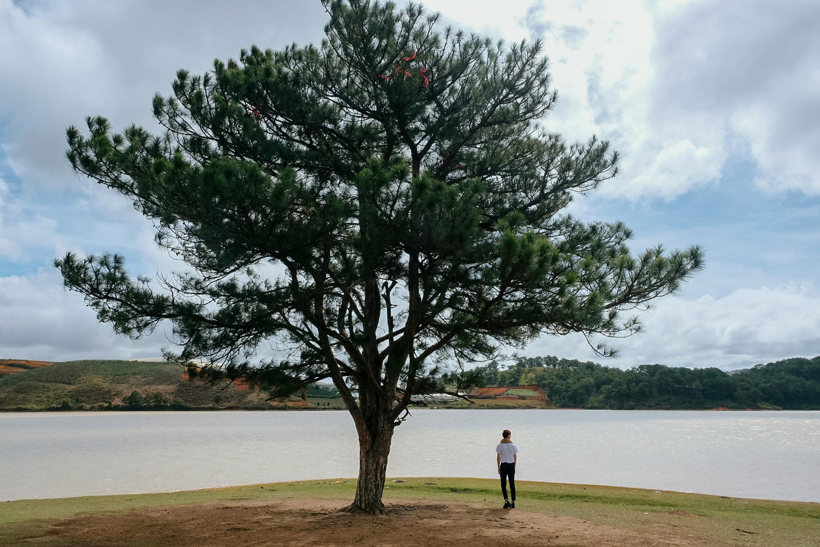 Tourist by the Lonely Pine Tree in Dalat Flower Park Vietnam · Free ...