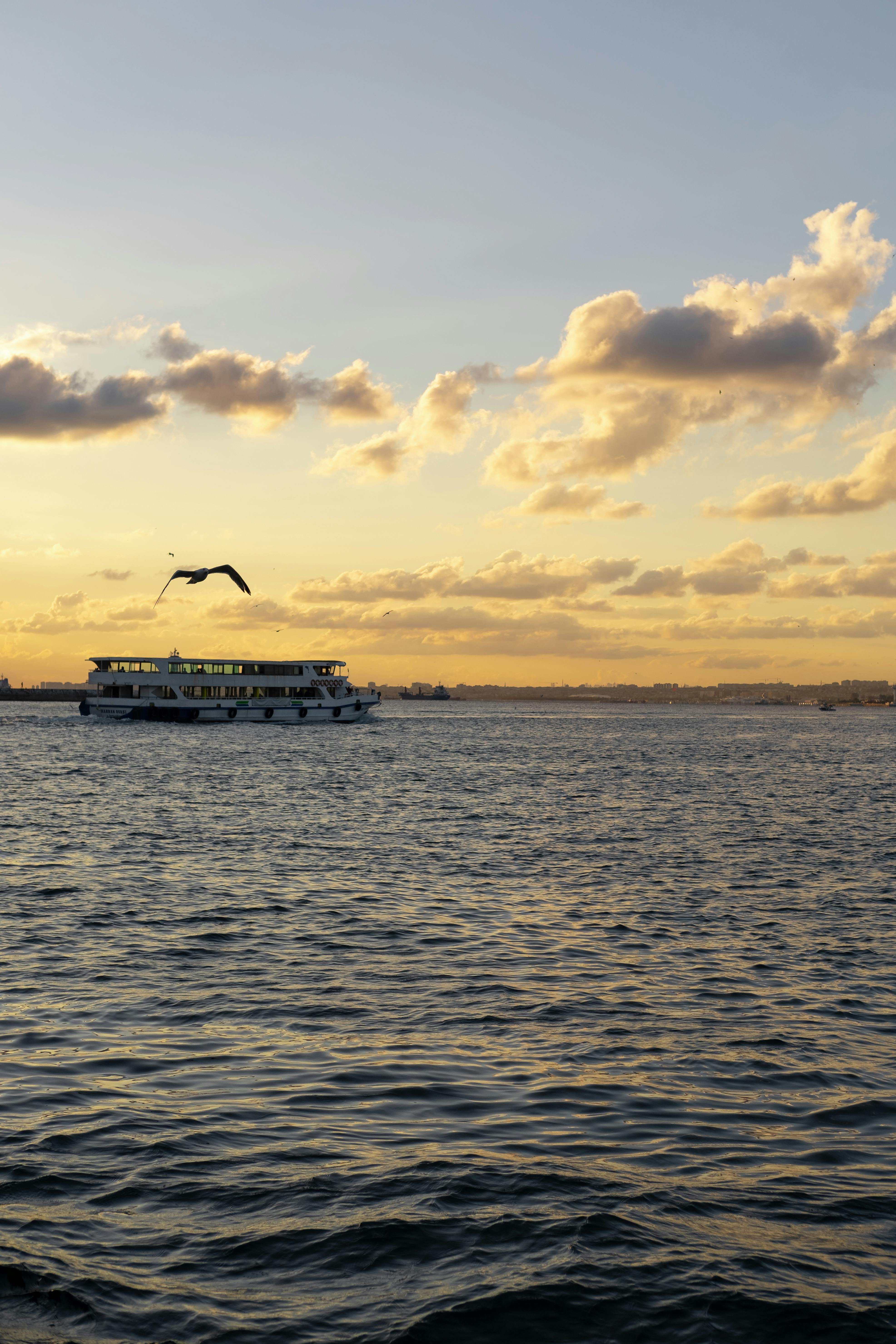 Revit Bird Photos, Download The BEST Free Revit Bird Stock Photos & HD ...