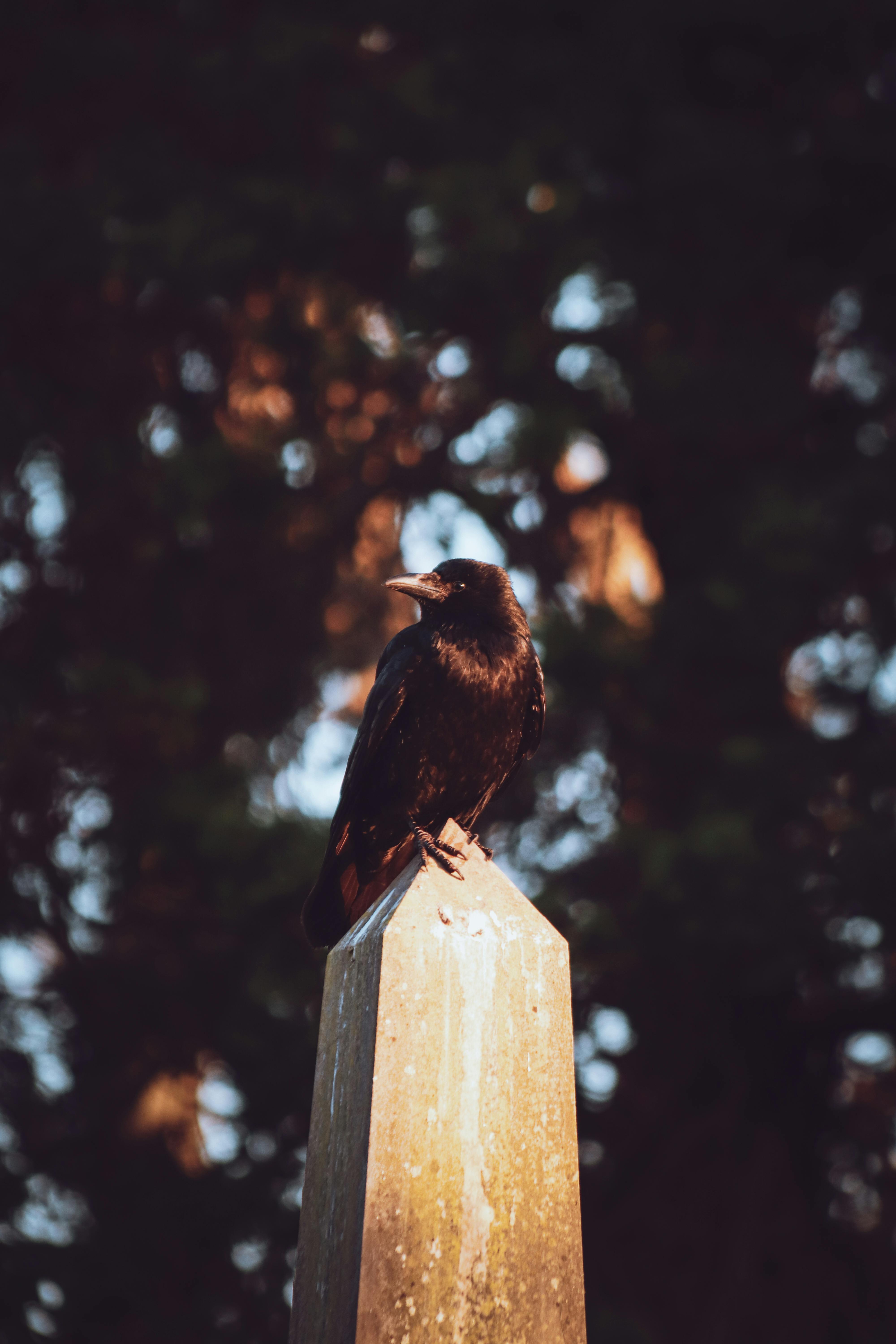 Crow Perching on Post · Free Stock Photo