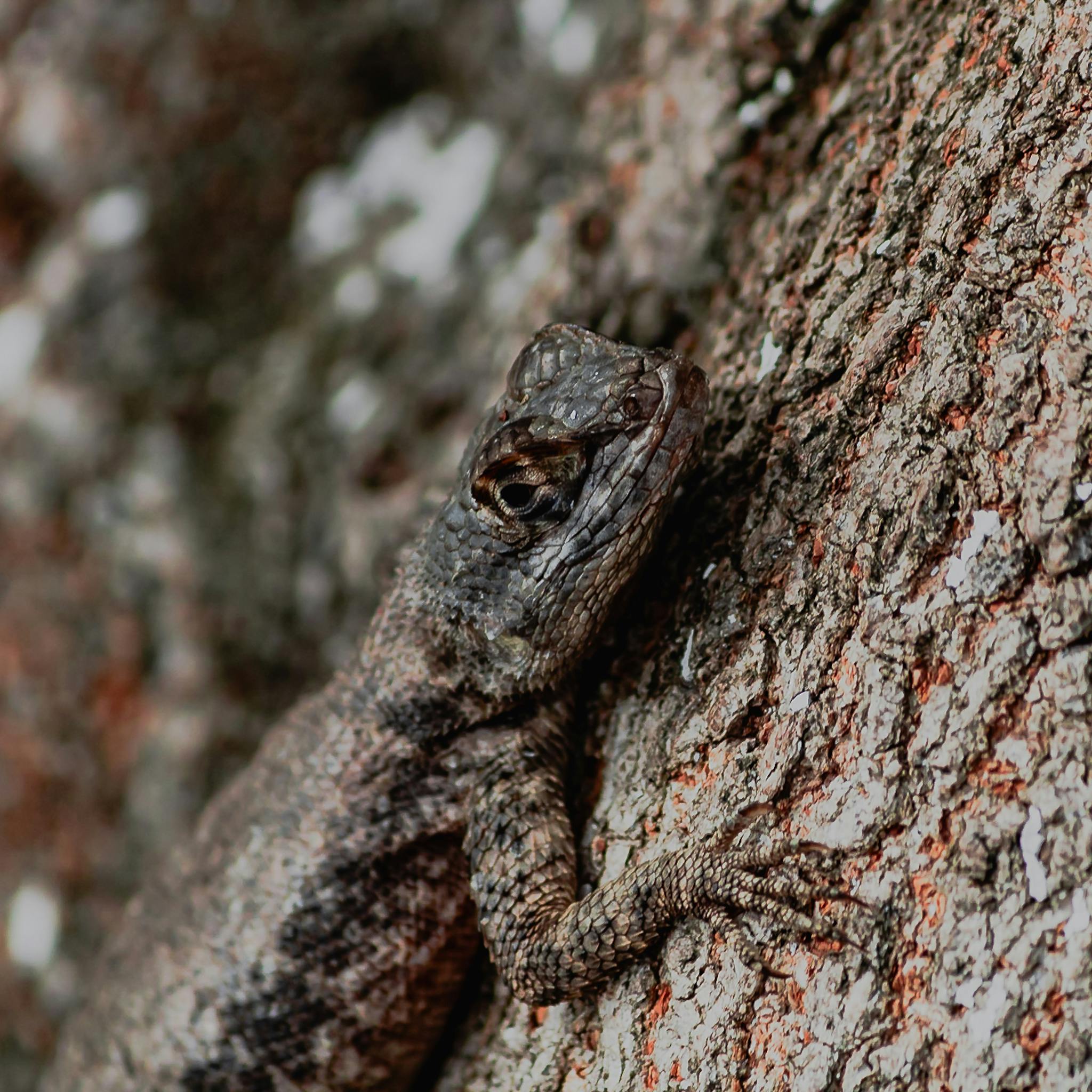 Lizard Camouflaging Itself on the Tree Bark · Free Stock Photo