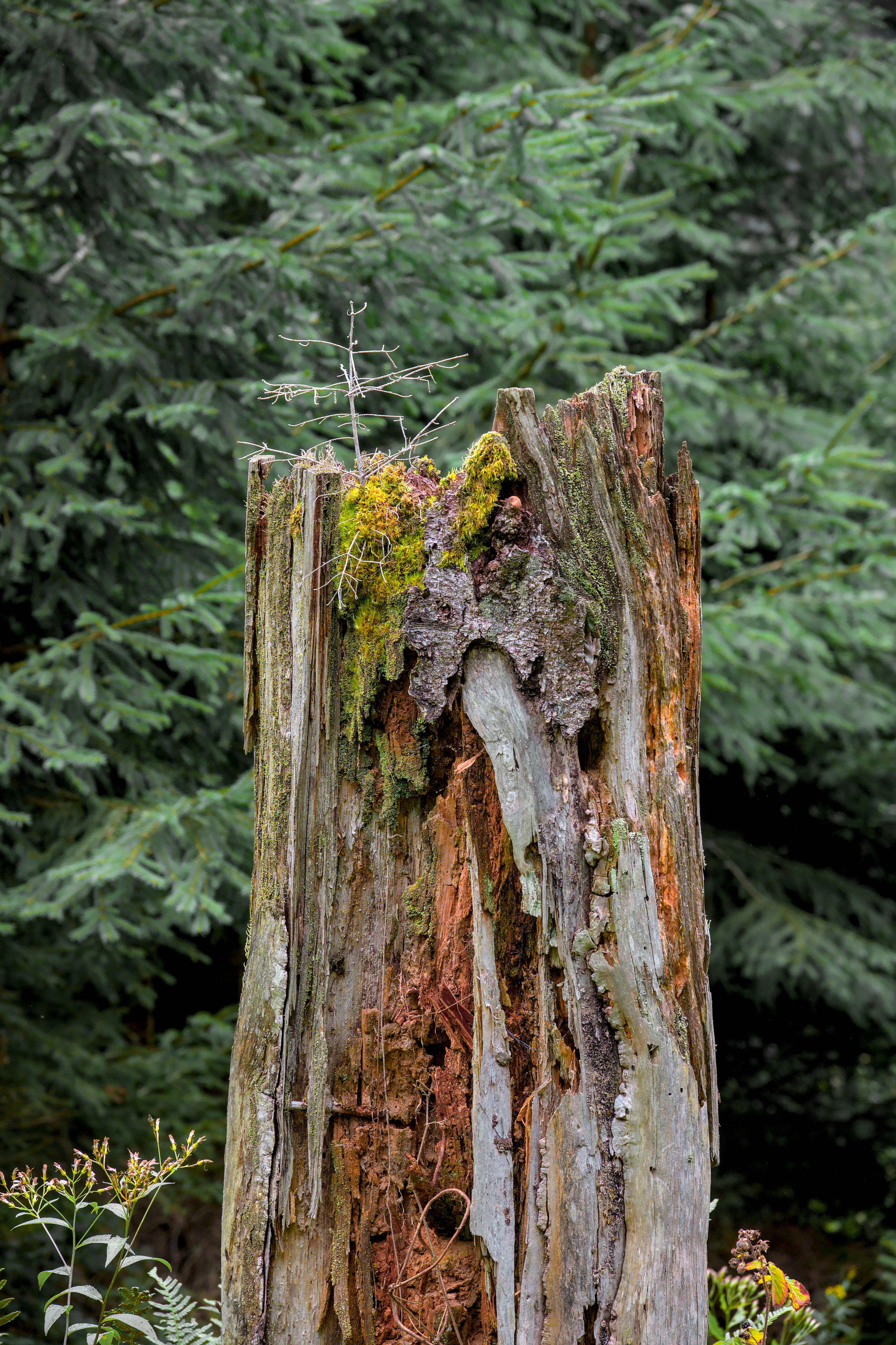Mossy Stump against Conifer Trees · Free Stock Photo