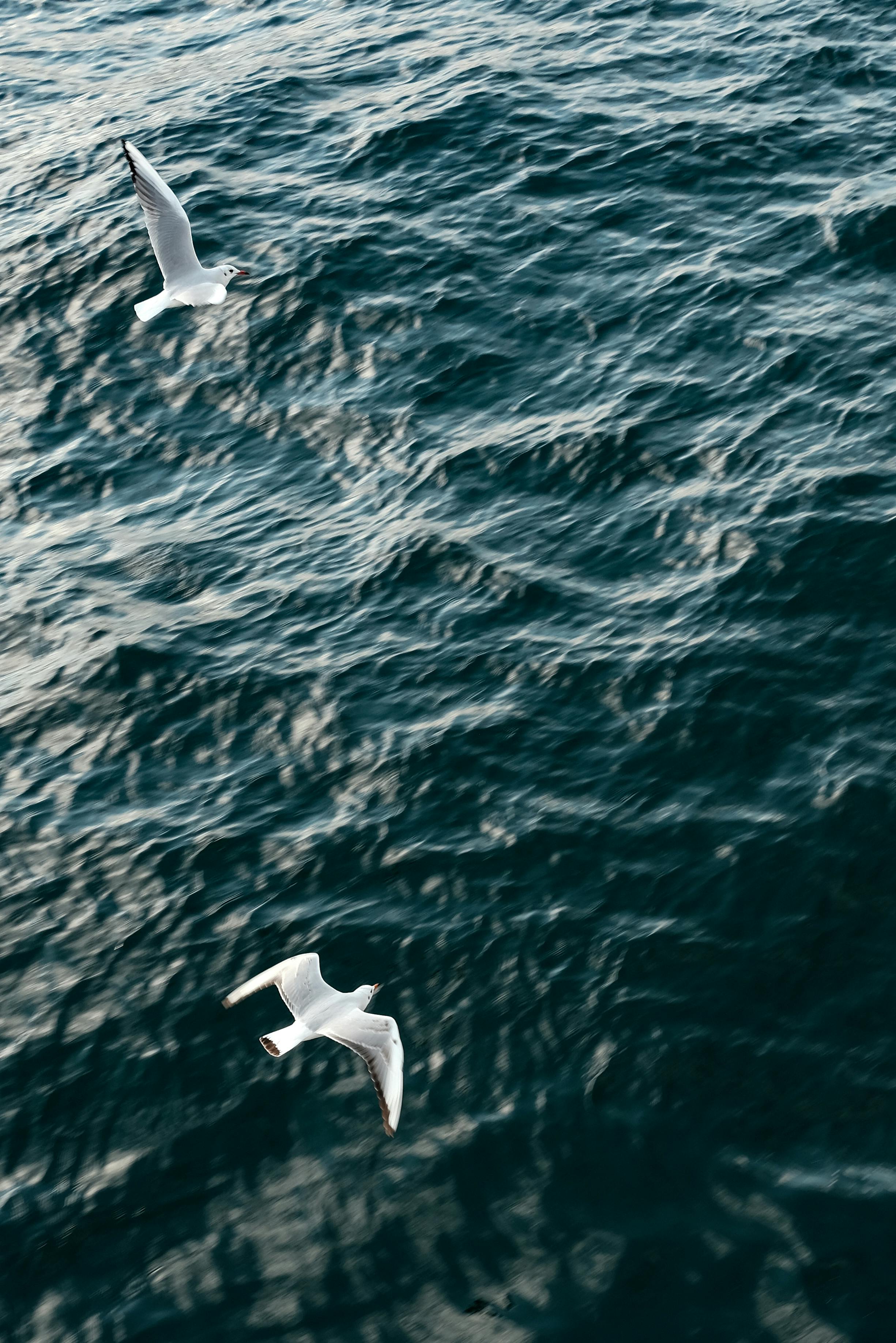 Seagulls Flying Over the Undulating Ocean · Free Stock Photo
