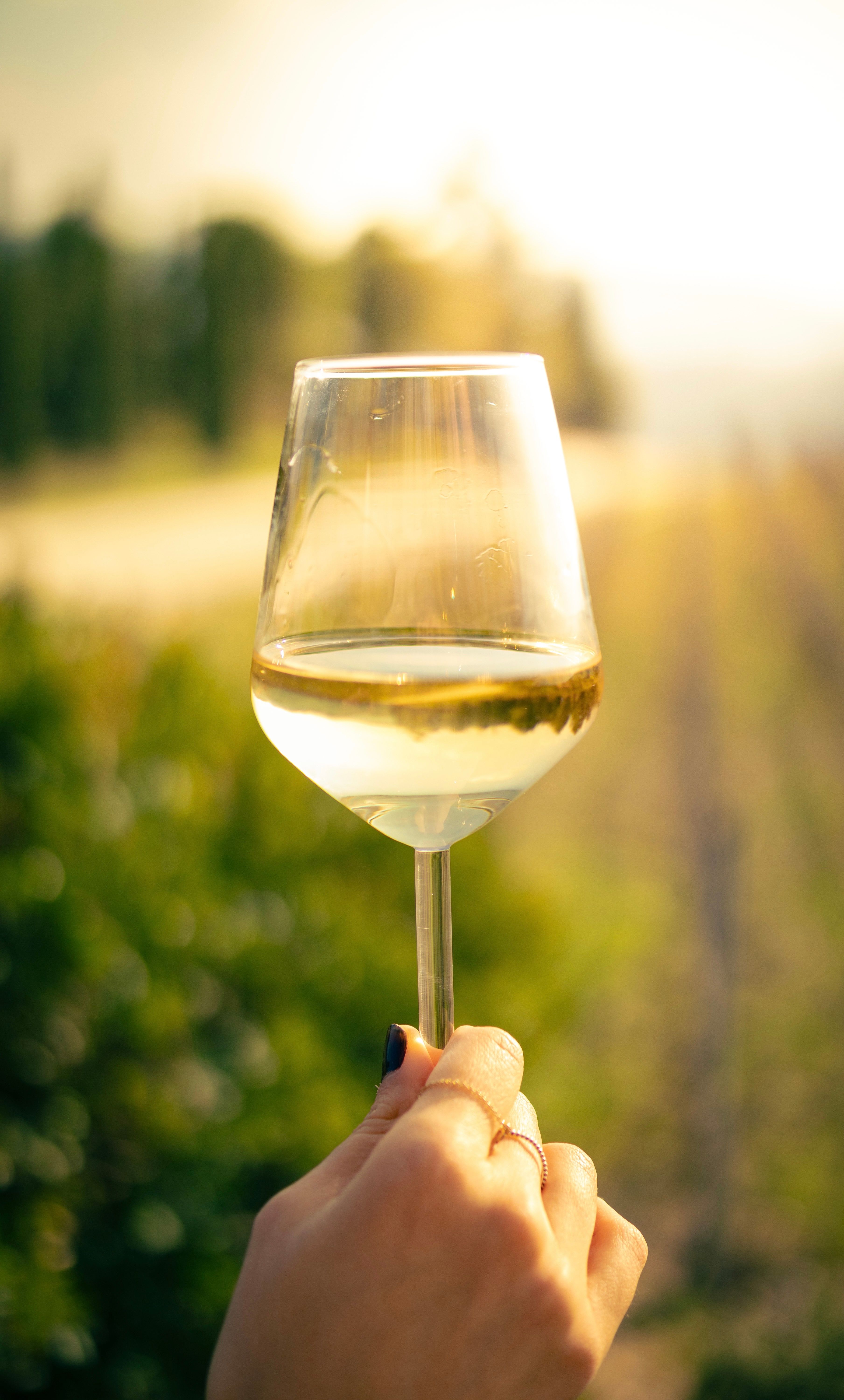 Person Holding Glass of Wine · Free Stock Photo