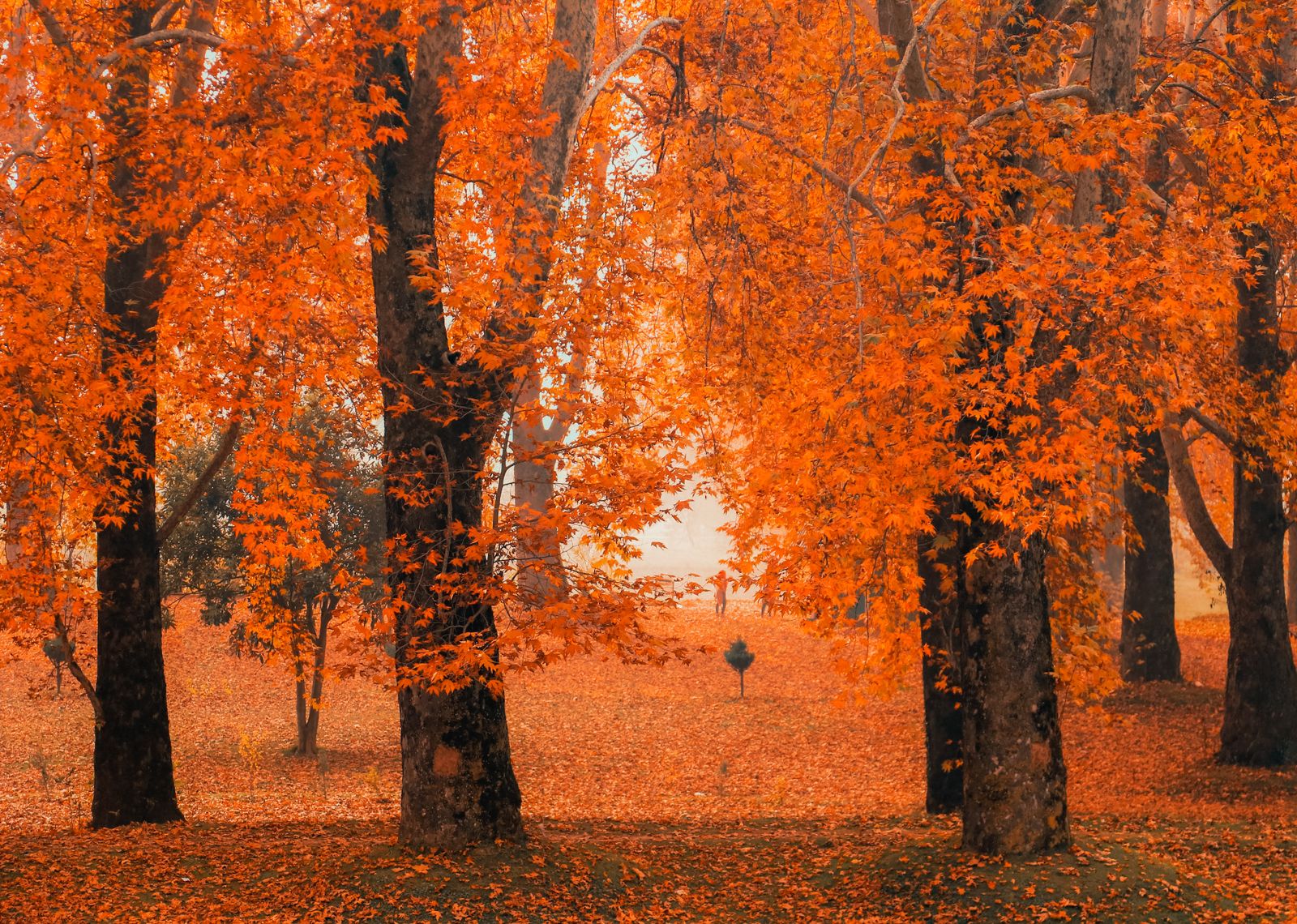 Autumn Season Photos, Download The BEST Free Autumn Season Stock Photos ...