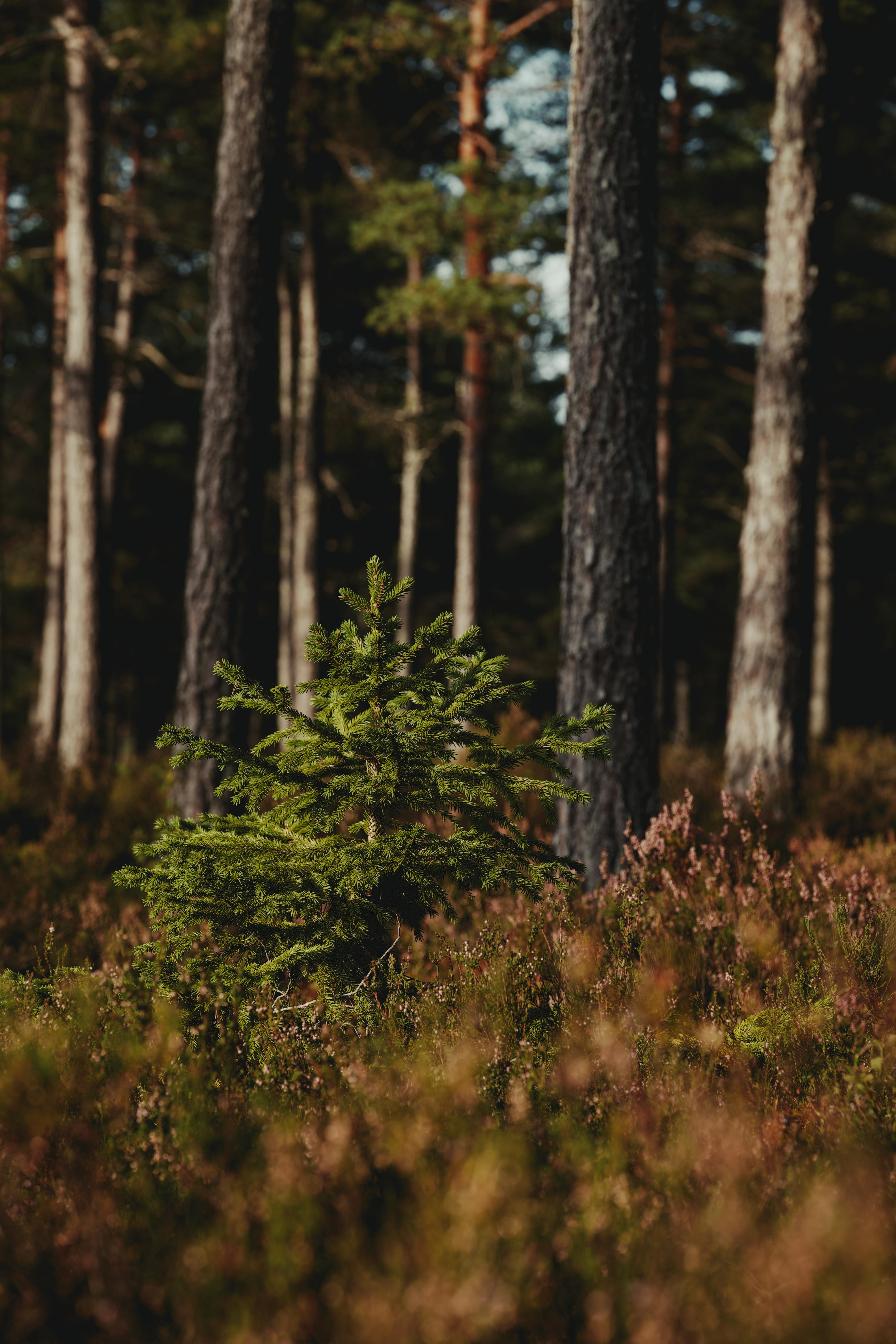 Forest · Free Stock Photo