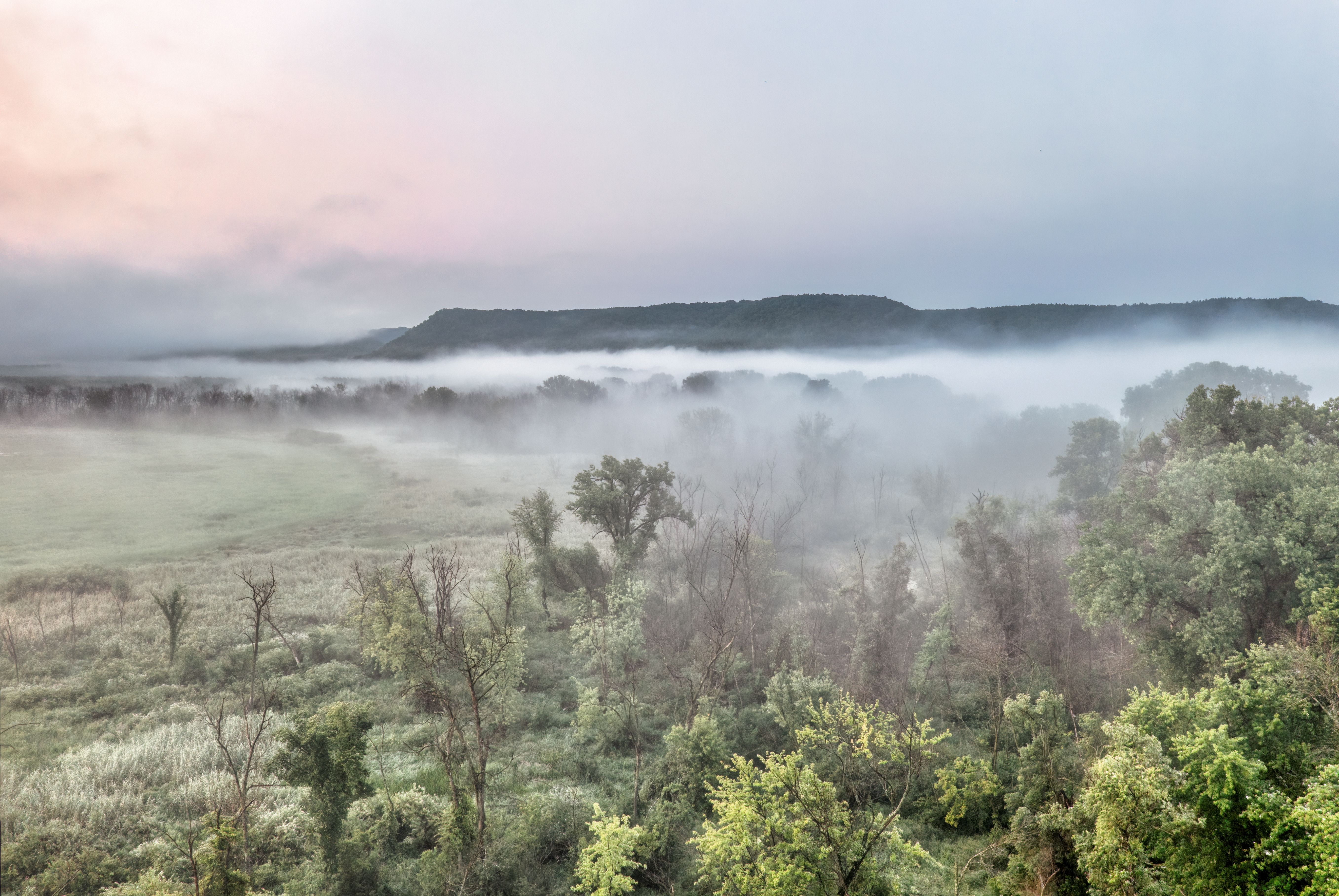 Fog over Forest · Free Stock Photo