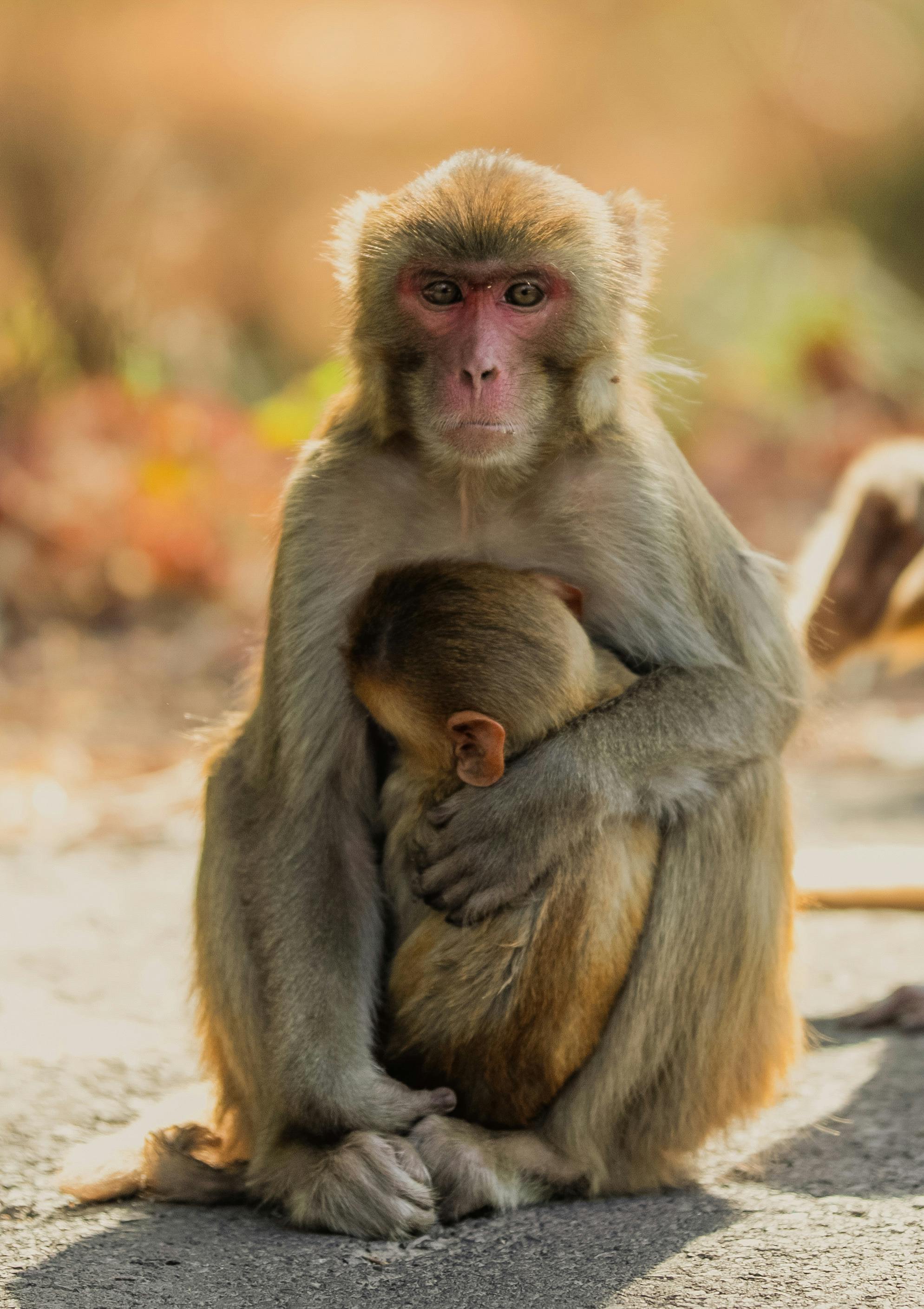 Mother Monkey Hugging a Baby Monkey · Free Stock Photo