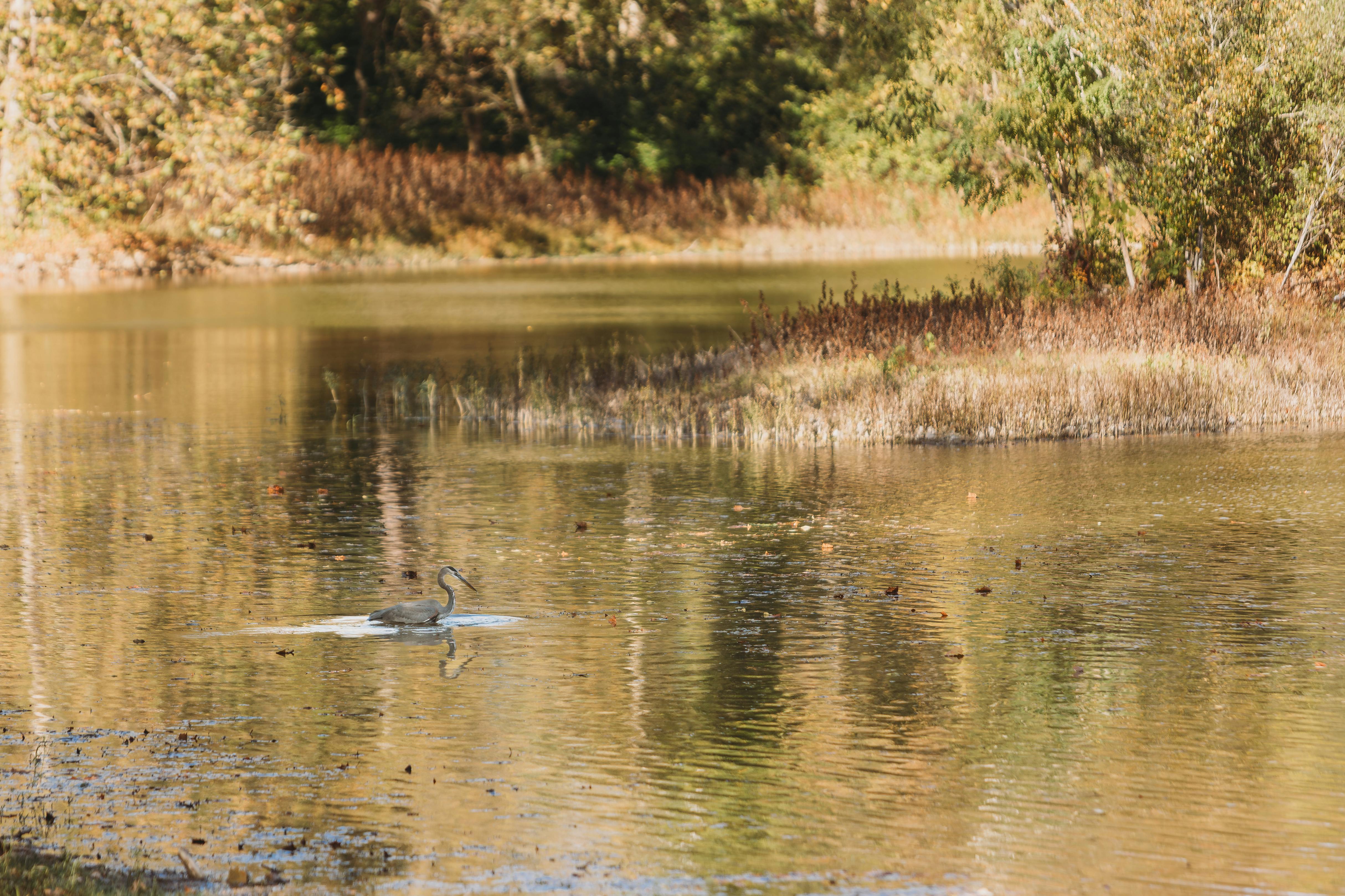 Great Blue Heron Swimming in the River · Free Stock Photo