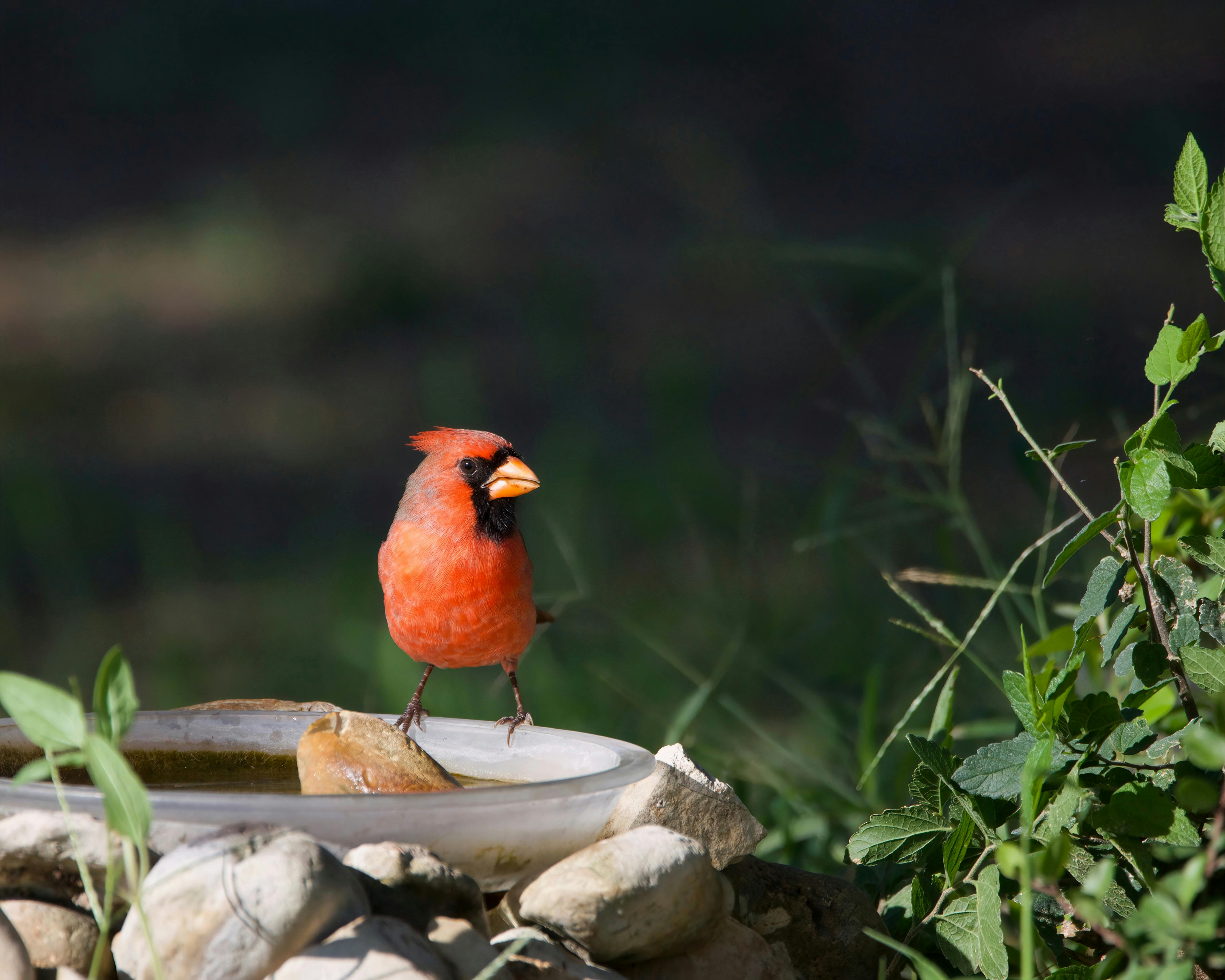 Cardinal Animated Photos, Download The BEST Free Cardinal Animated ...