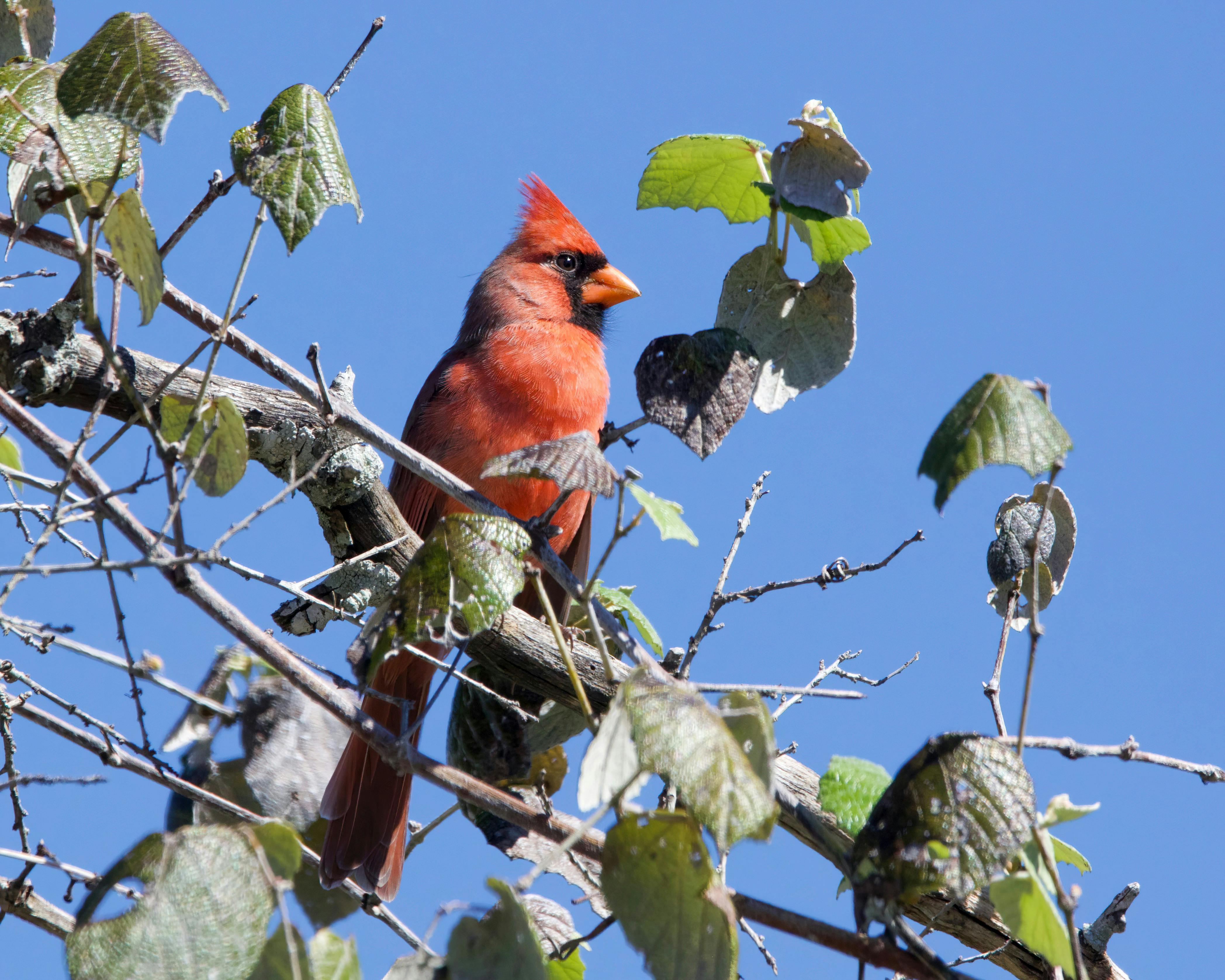 Photo of Northern Cardinal Perched on Brown Tree Branch · Free Stock Photo