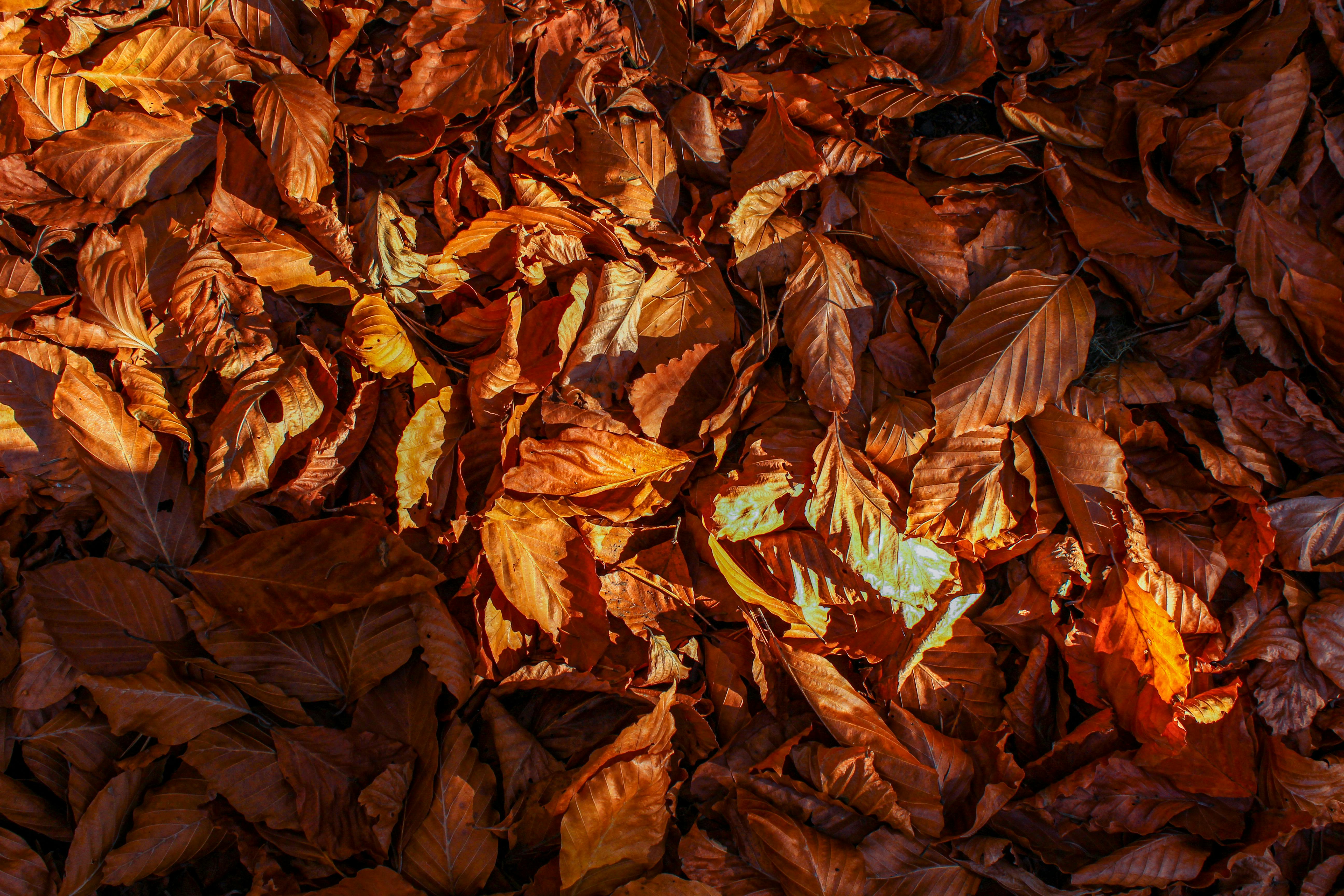 Pile of Dry Autumn Leaves · Free Stock Photo