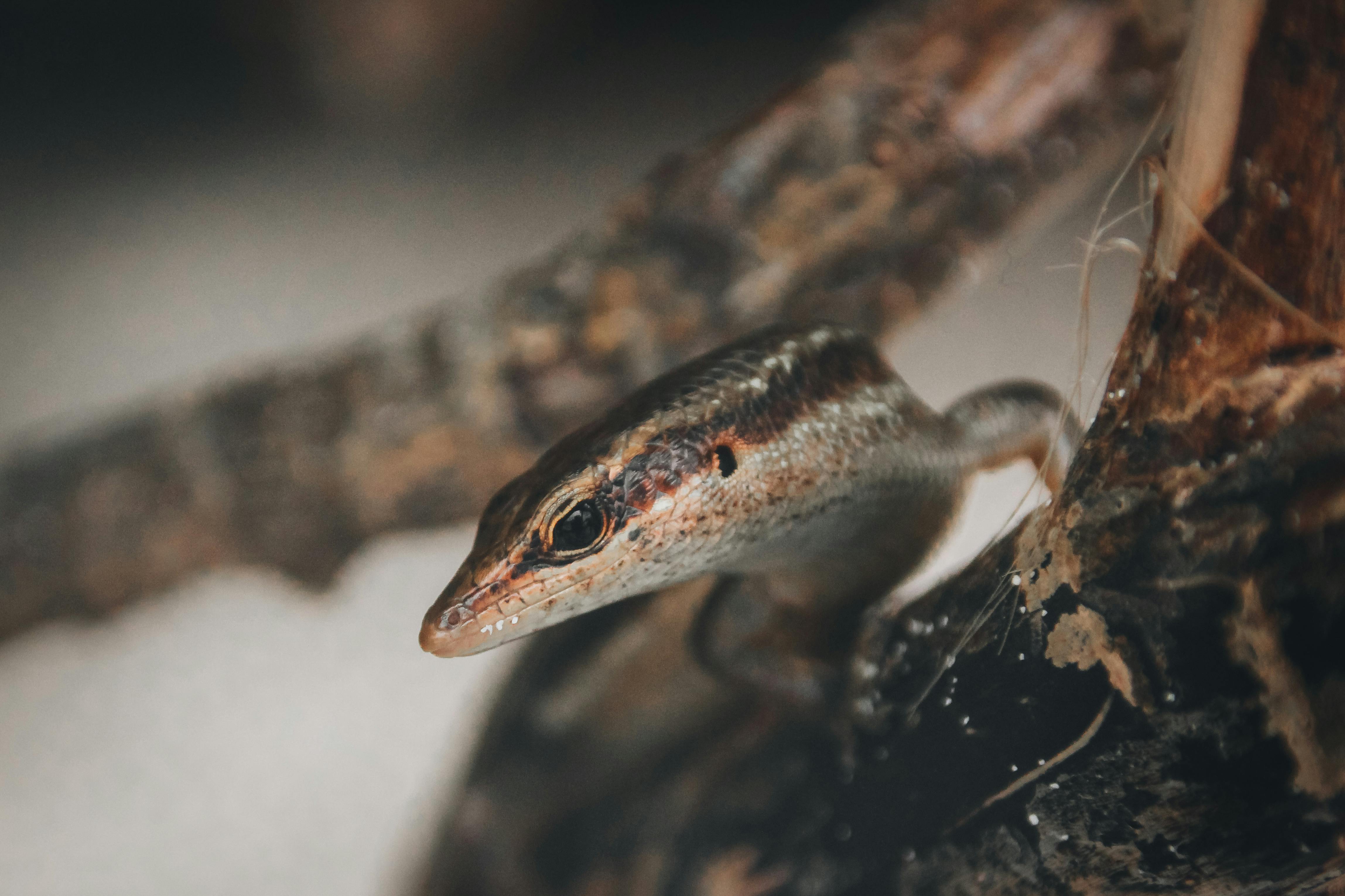 Close-up of a Lizard · Free Stock Photo