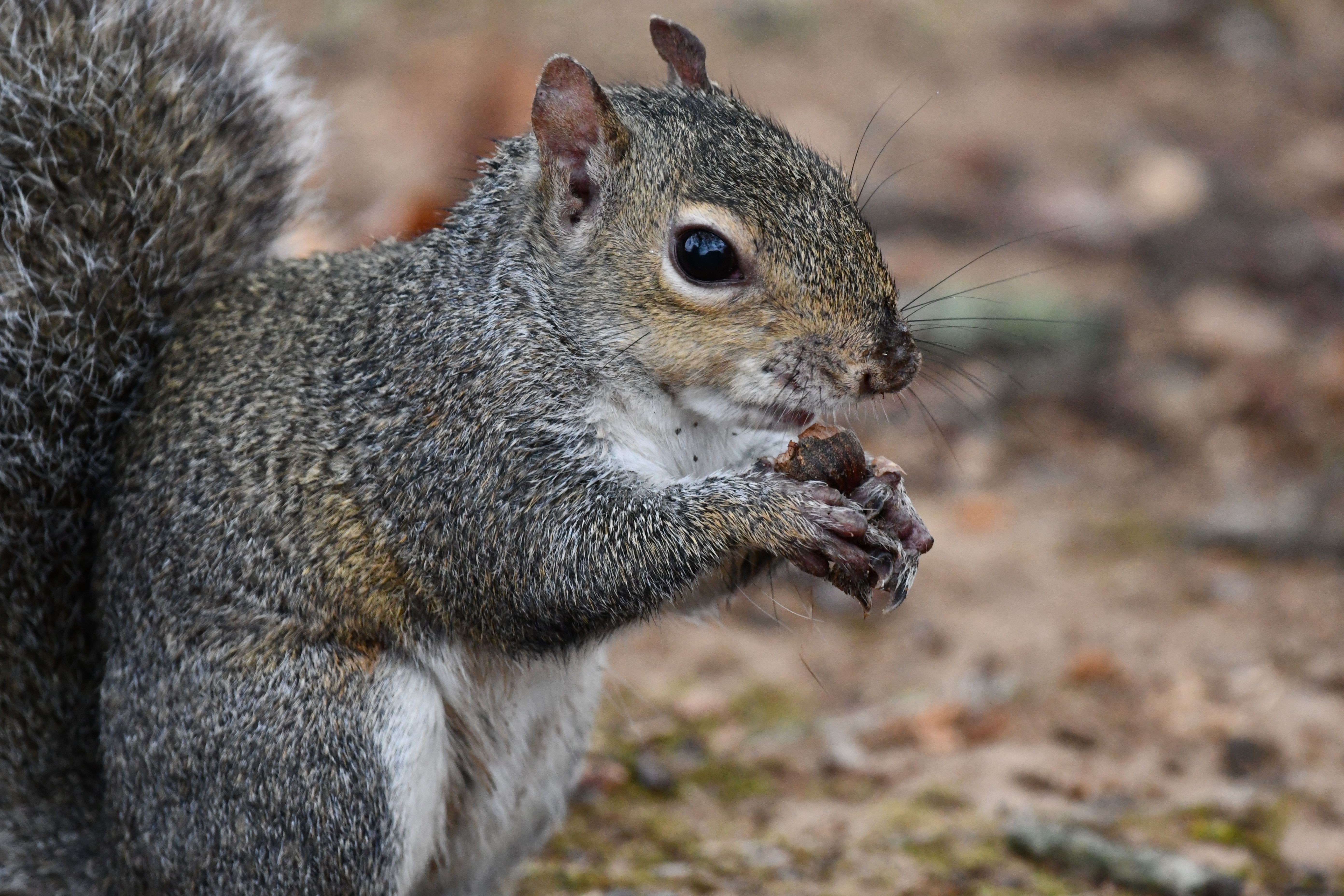 Indian Squirrel Photos, Download The BEST Free Indian Squirrel Stock ...
