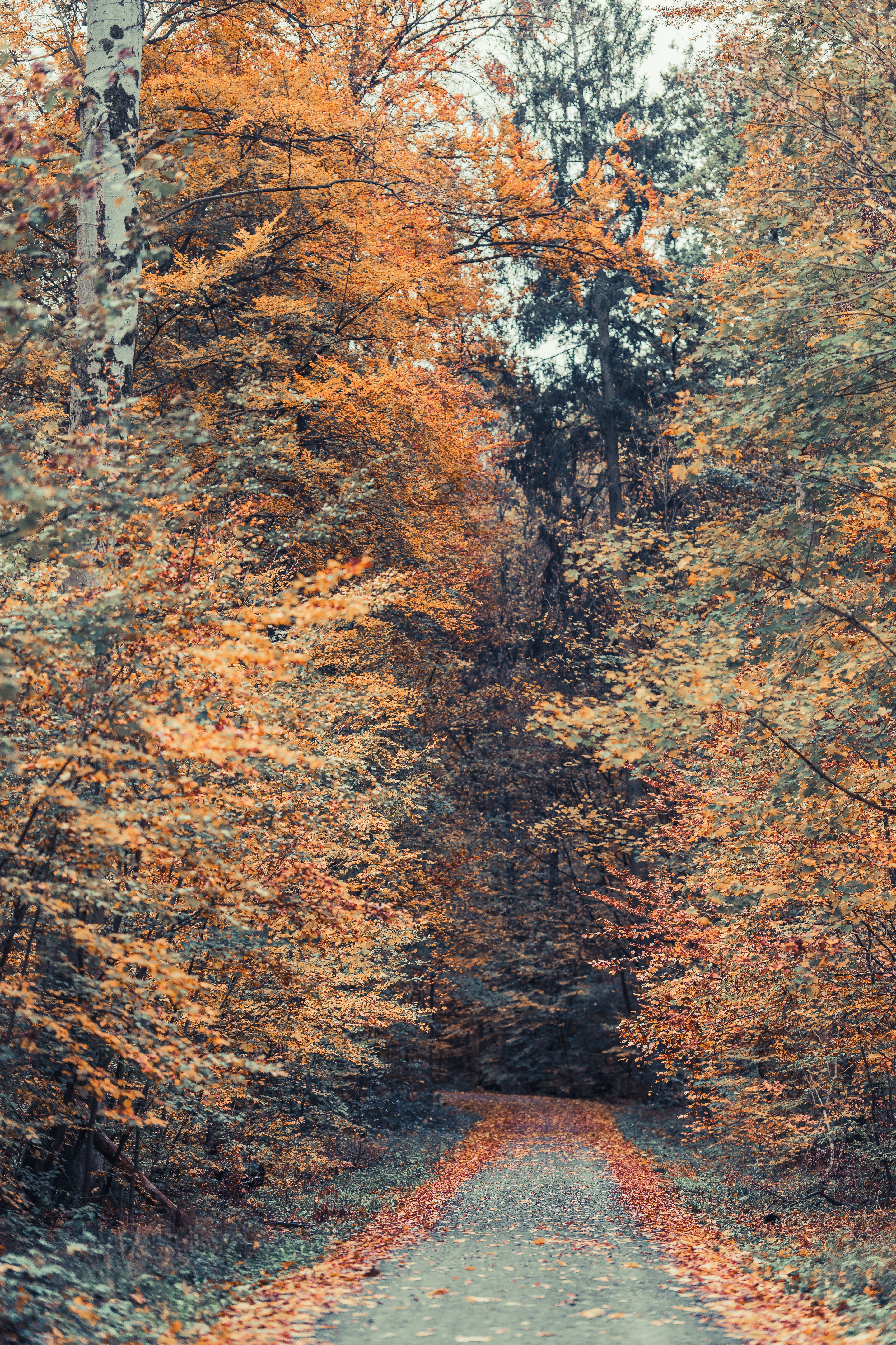 Path in a Park in Fall · Free Stock Photo