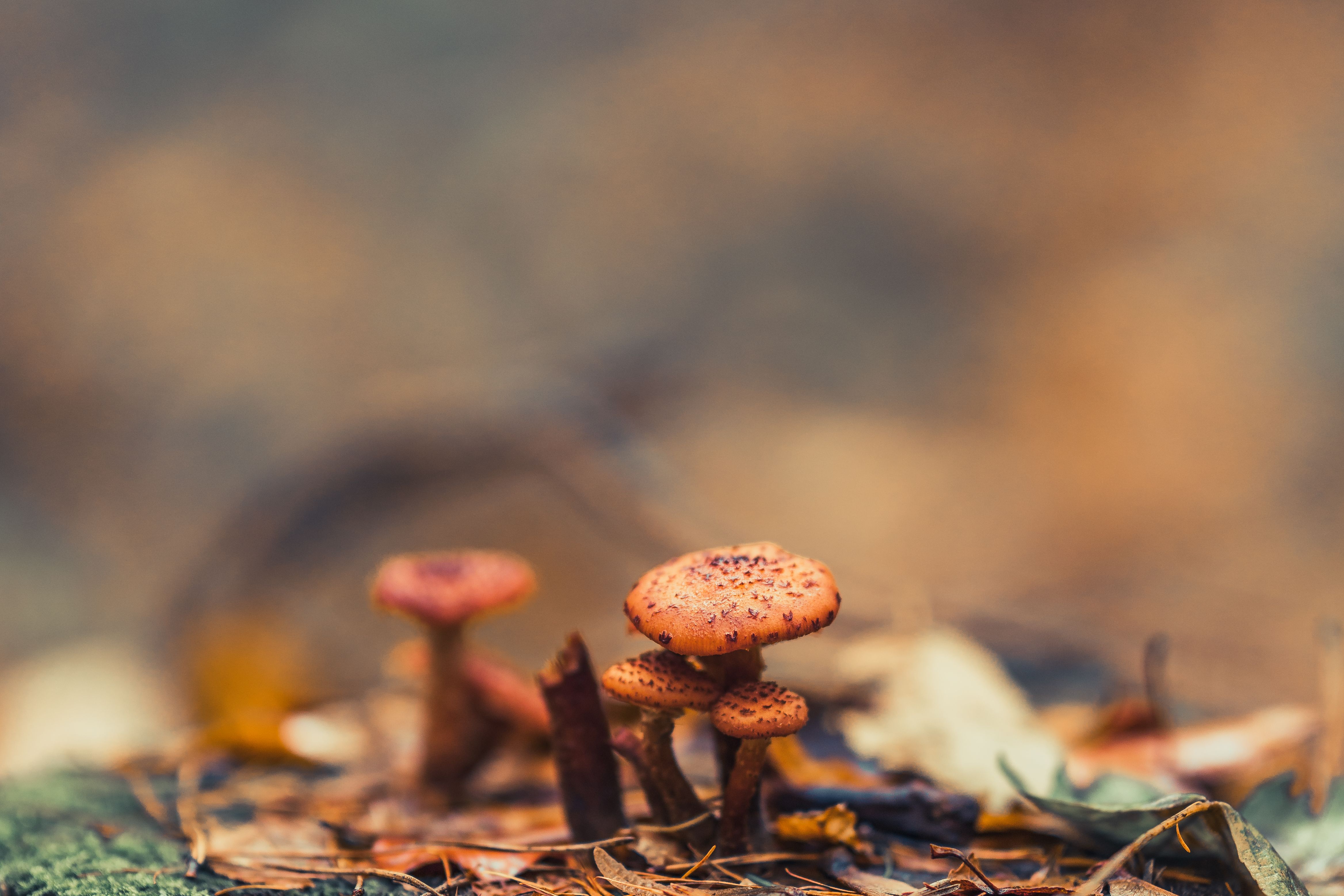 Materiali Natural Photos, Download The BEST Free Materiali Natural ...