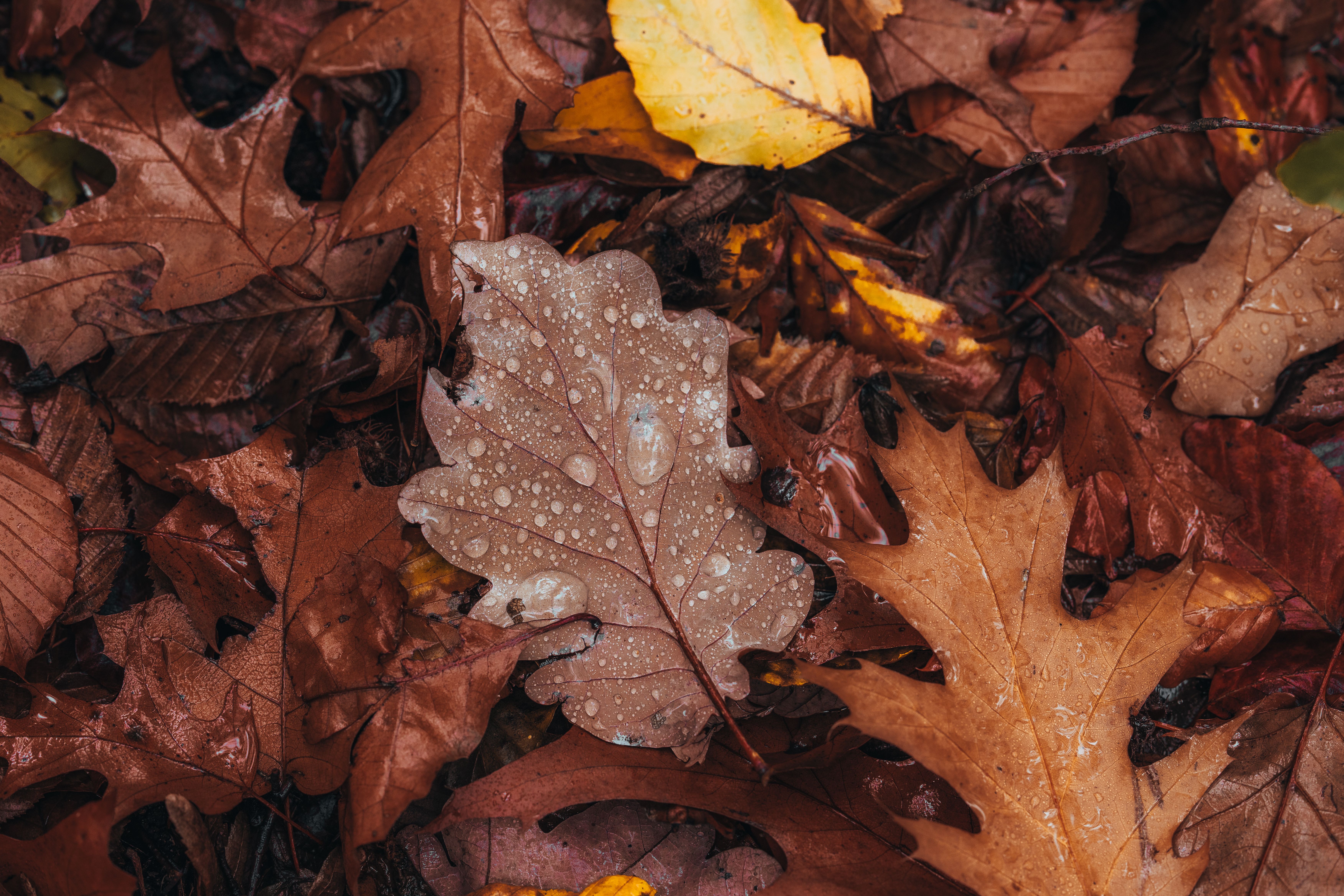 Drops on Brown Autumnal Leaves · Free Stock Photo