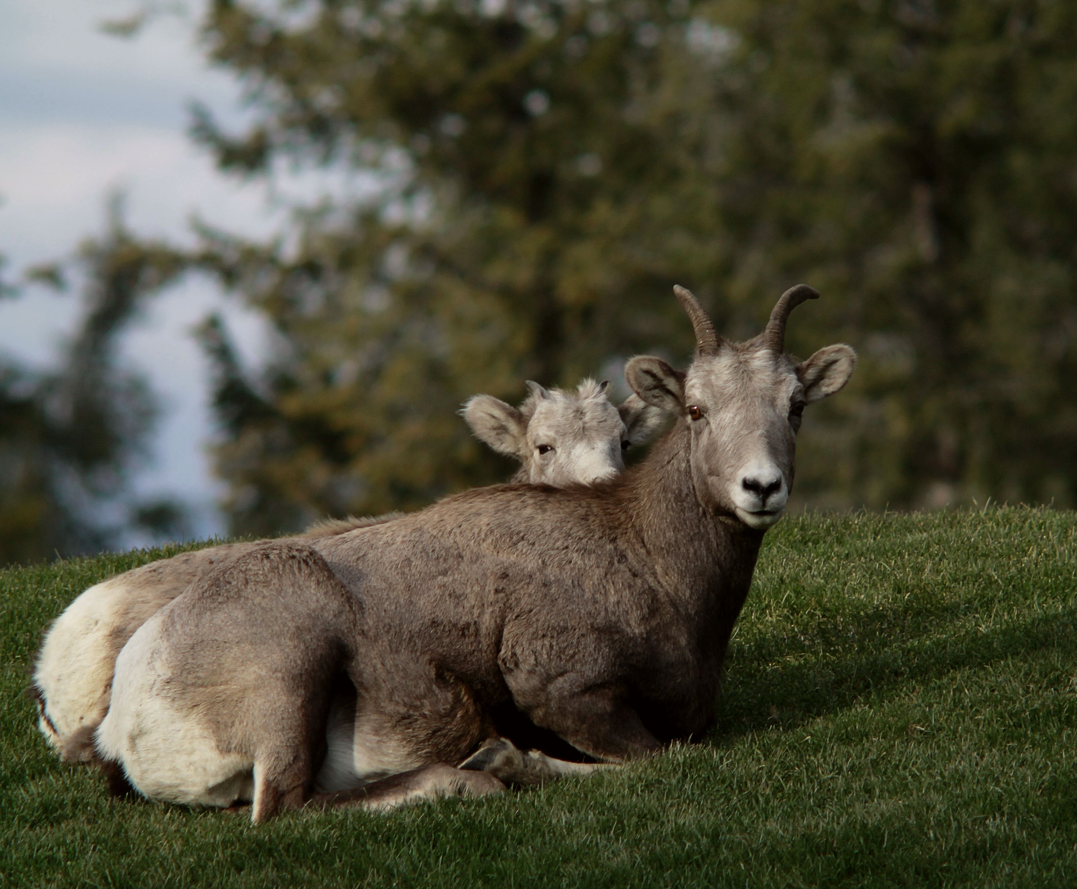 Foto de stock gratuita sobre al aire libre, fotos de animales, animales ...