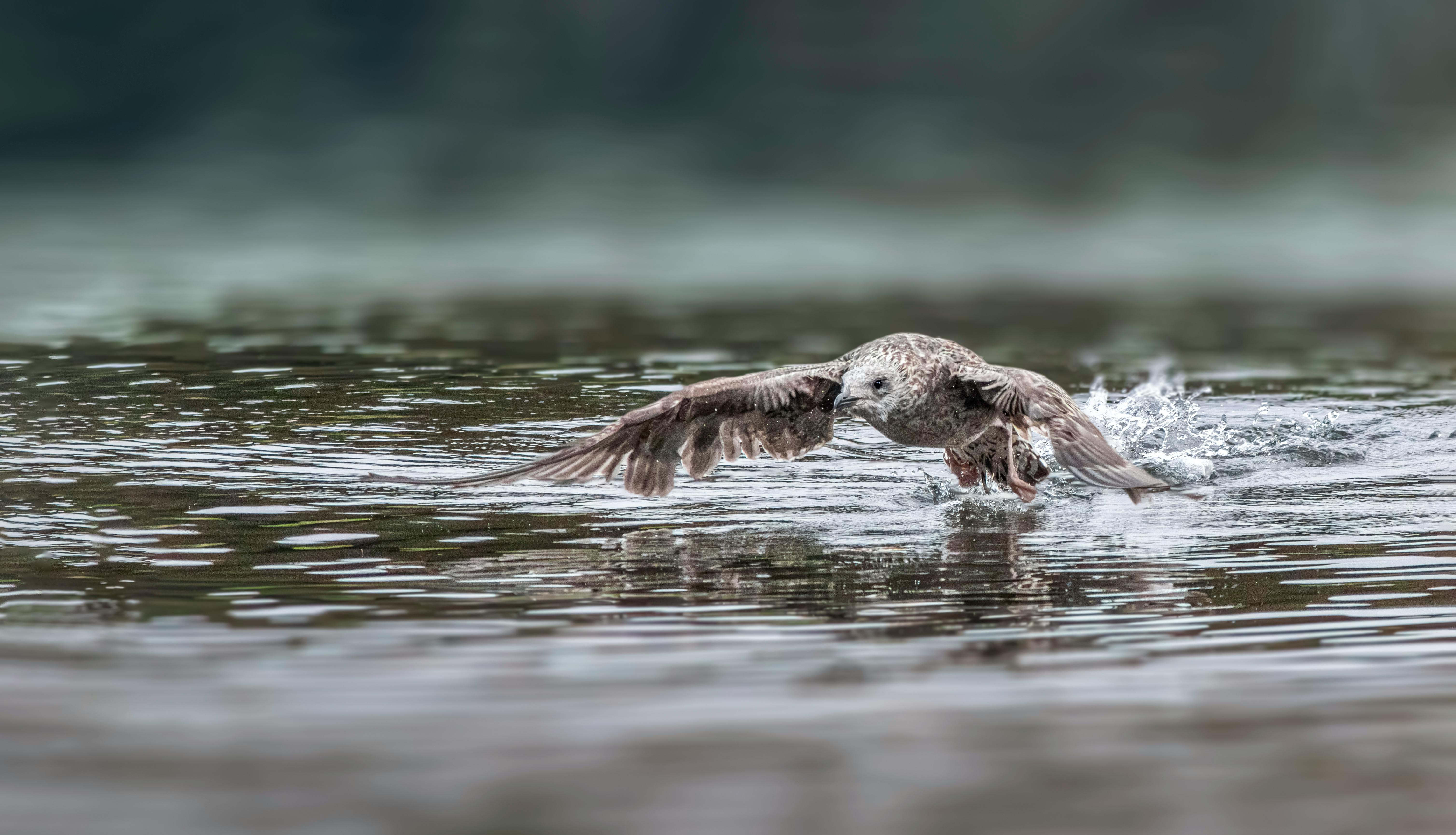 Japanese Crane Bird Flying Photos, Download The BEST Free Japanese ...