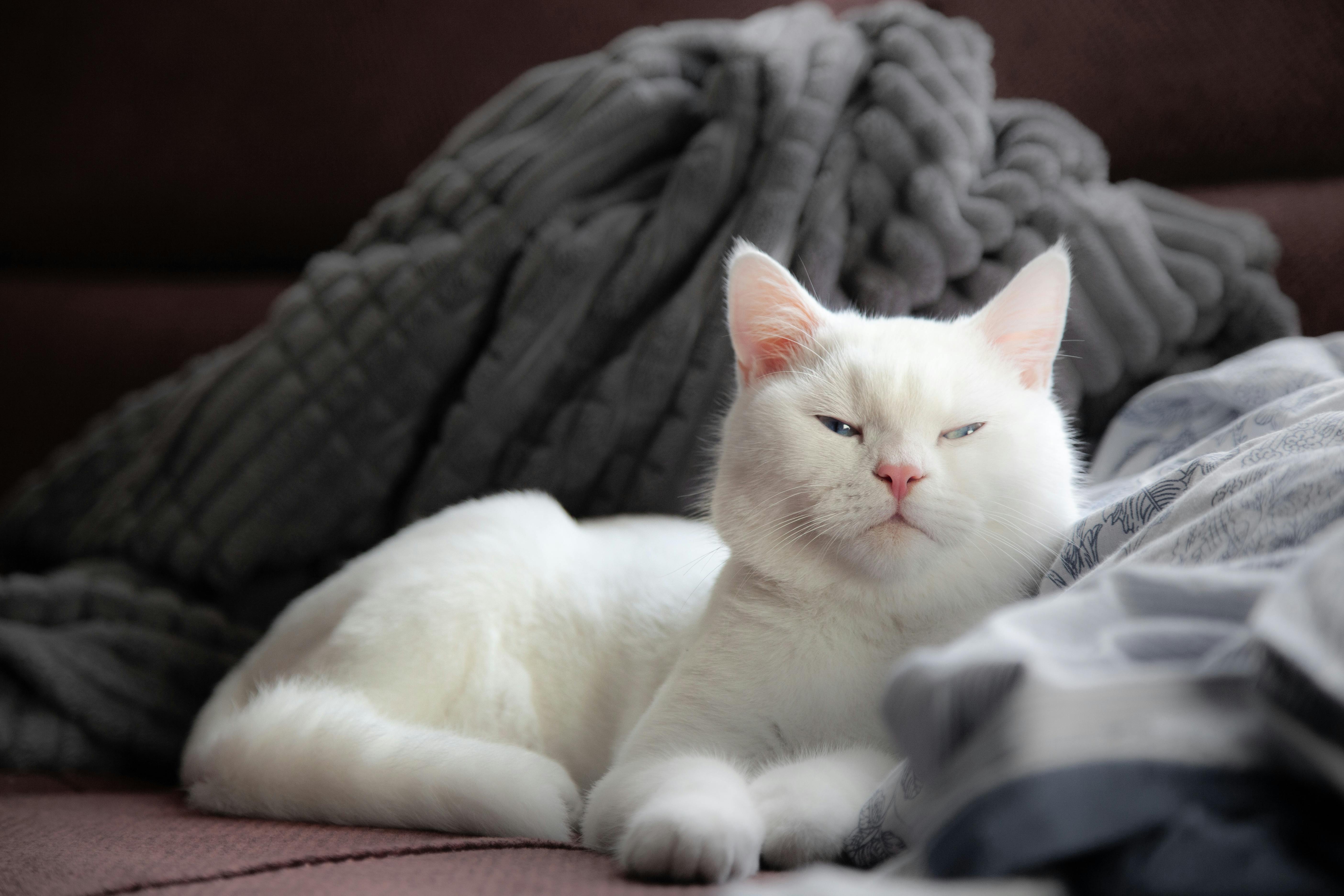 White Cat Sleeping on a Couch · Free Stock Photo