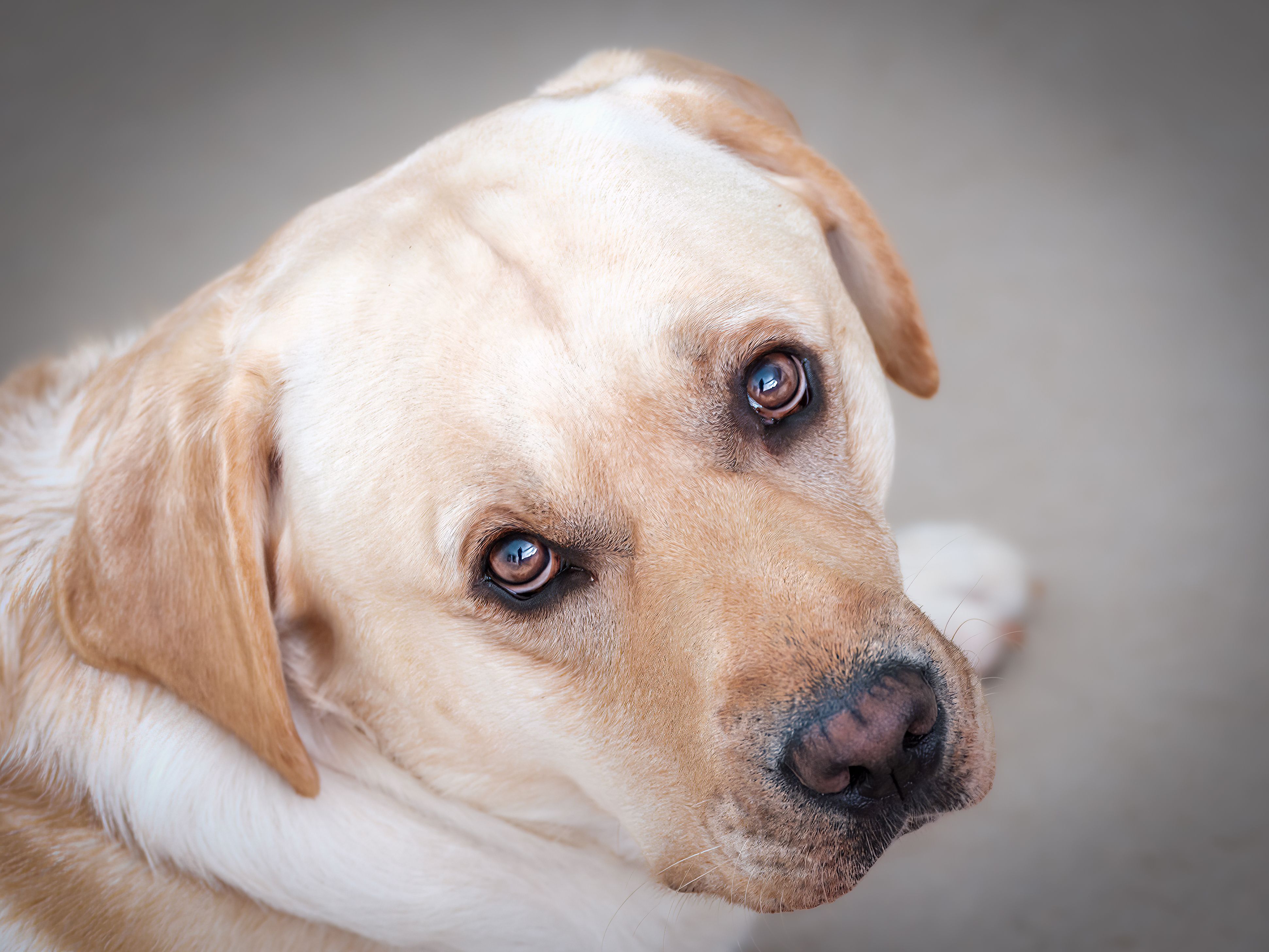 Close-up of the Head of a Dog · Free Stock Photo