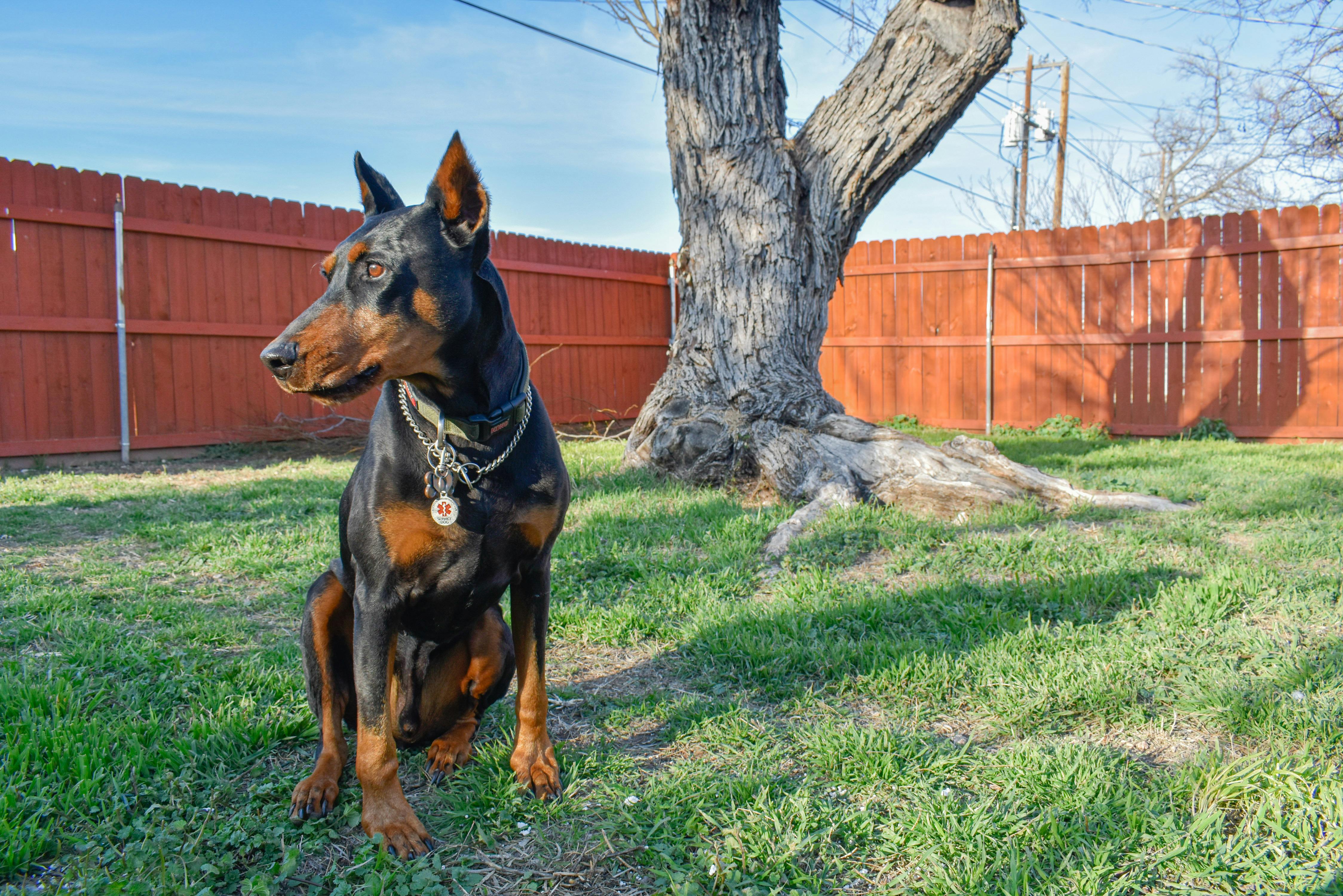 Adult Black and Tan Doberman Pinscher Closeup Photography · Free Stock ...