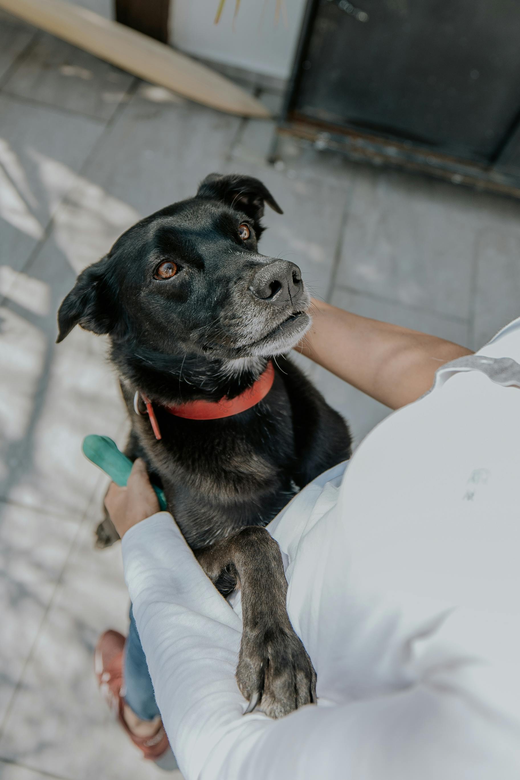 Dog And Gorge Photos, Download The BEST Free Dog And Gorge Stock Photos ...