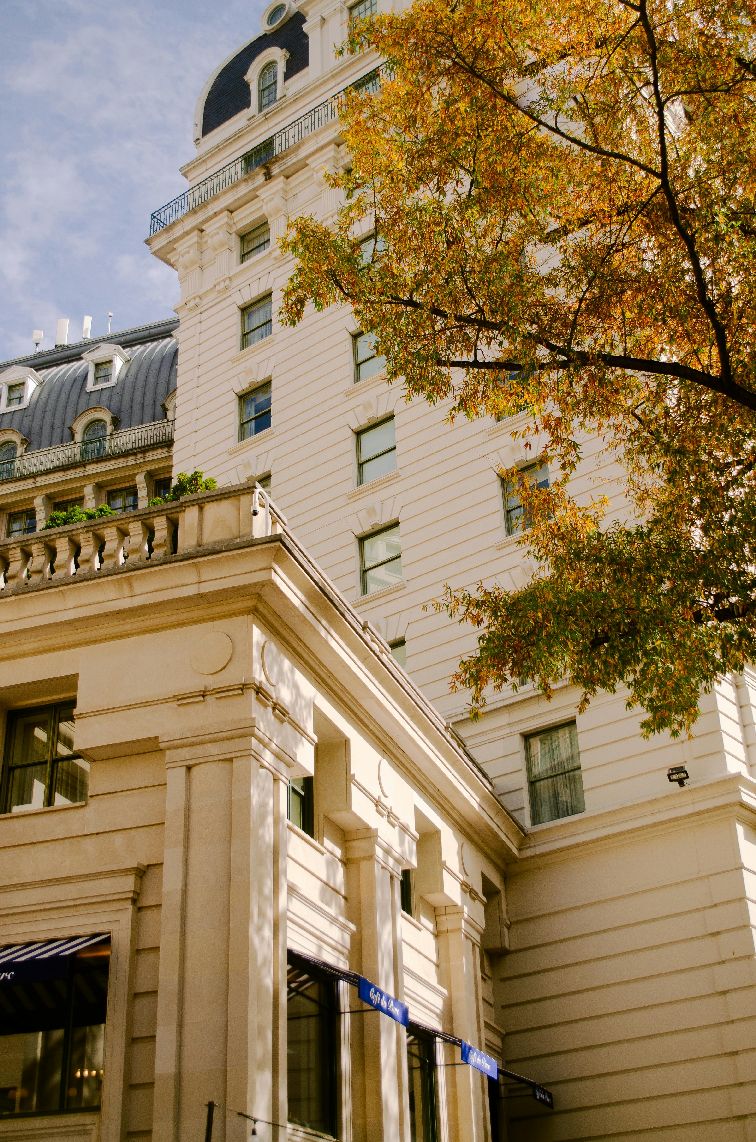 Tree near Building in City · Free Stock Photo