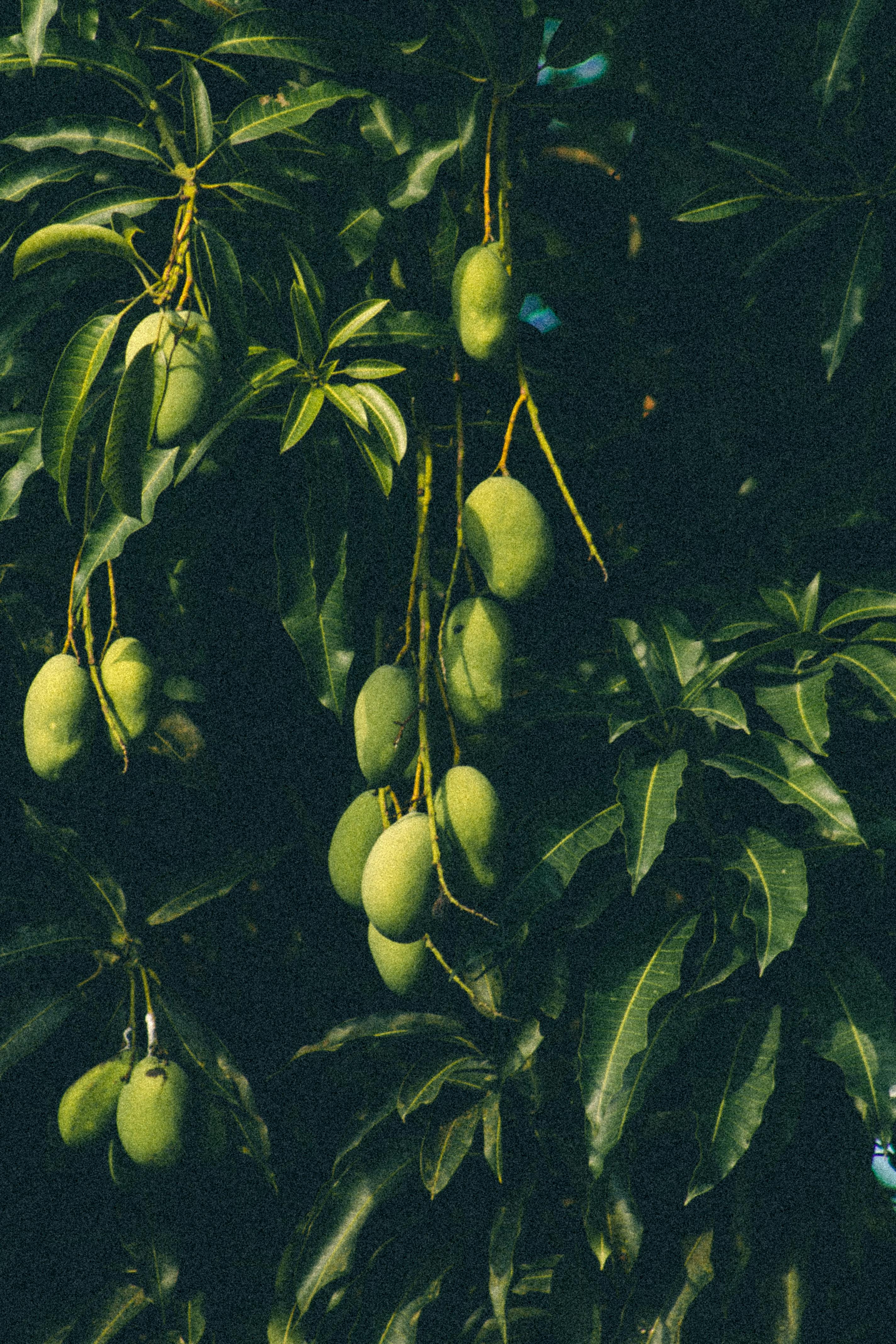 Fruits Growing on Tree Branches · Free Stock Photo