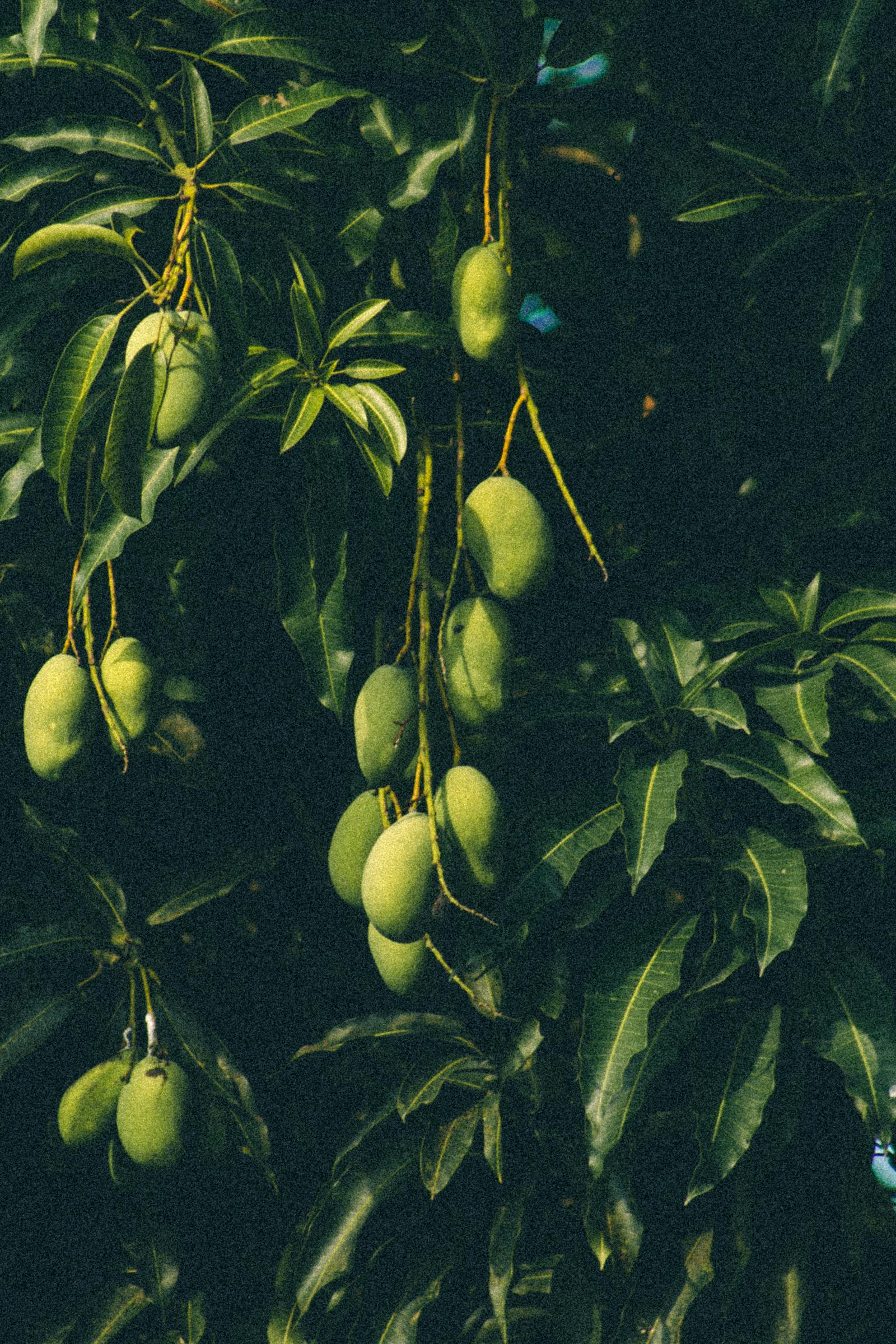 Mango Tree Photos, Download The BEST Free Mango Tree Stock Photos & HD ...