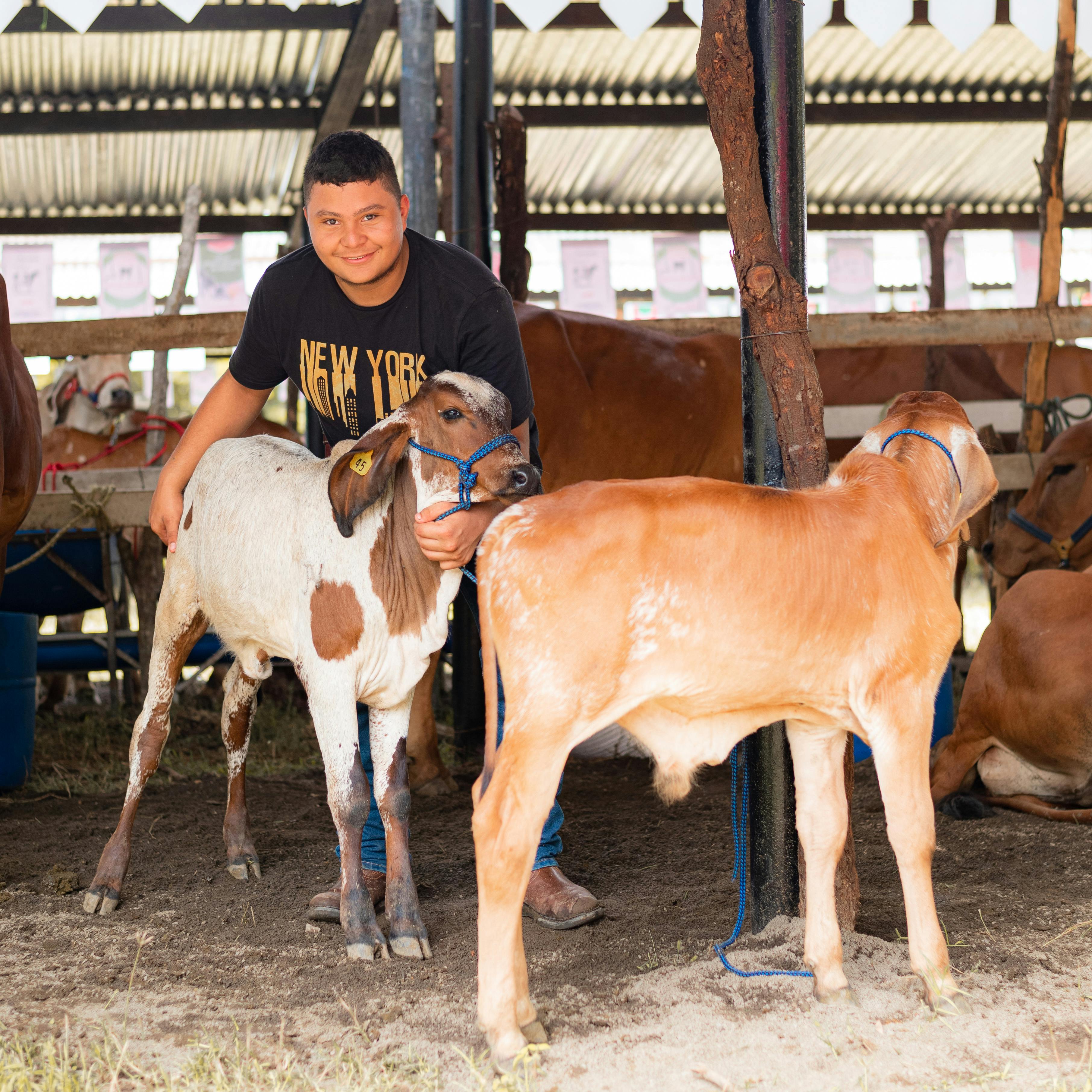 Farmer Petting Young Cows · Free Stock Photo