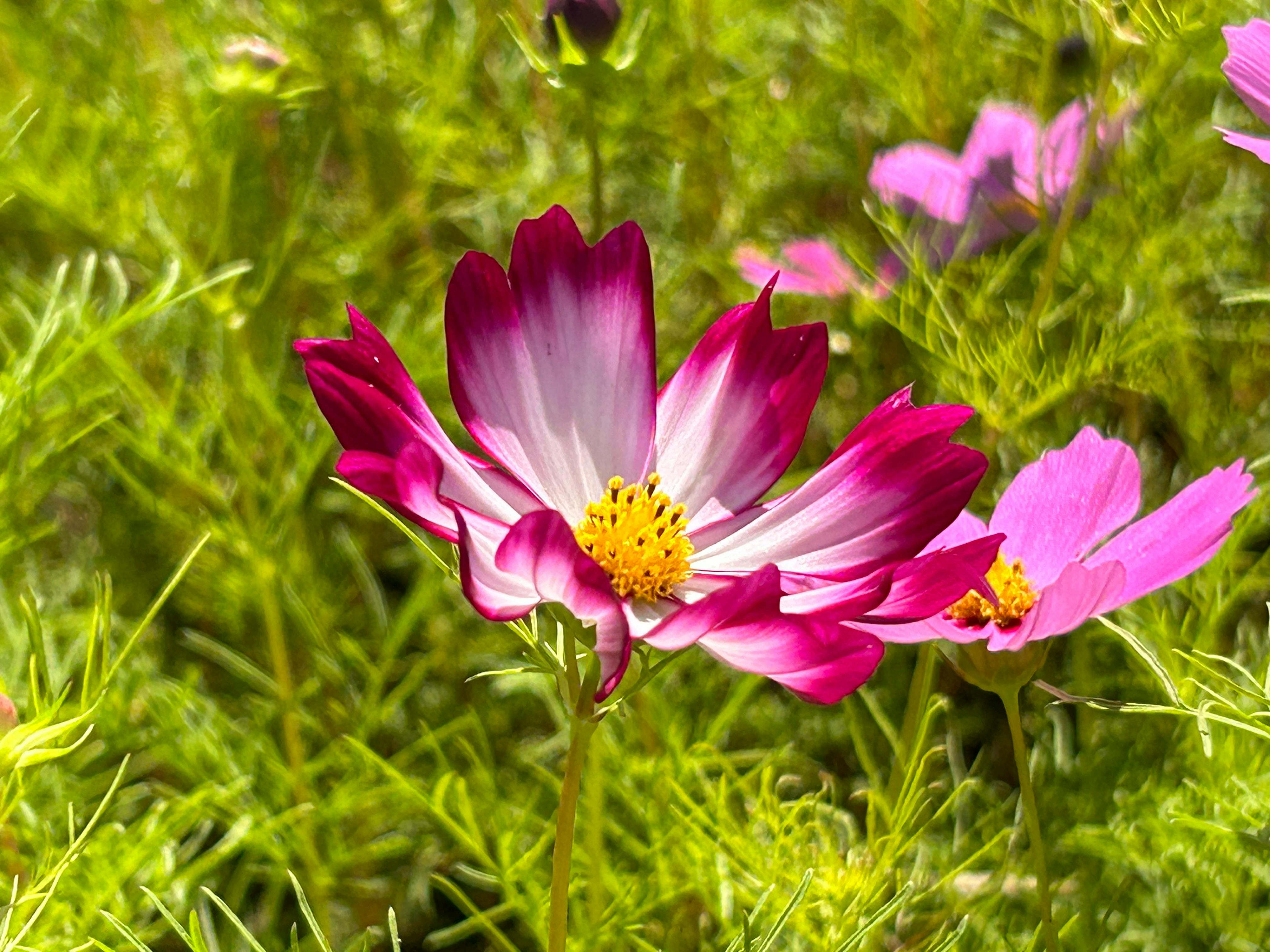 Catherine Huang - Photographie