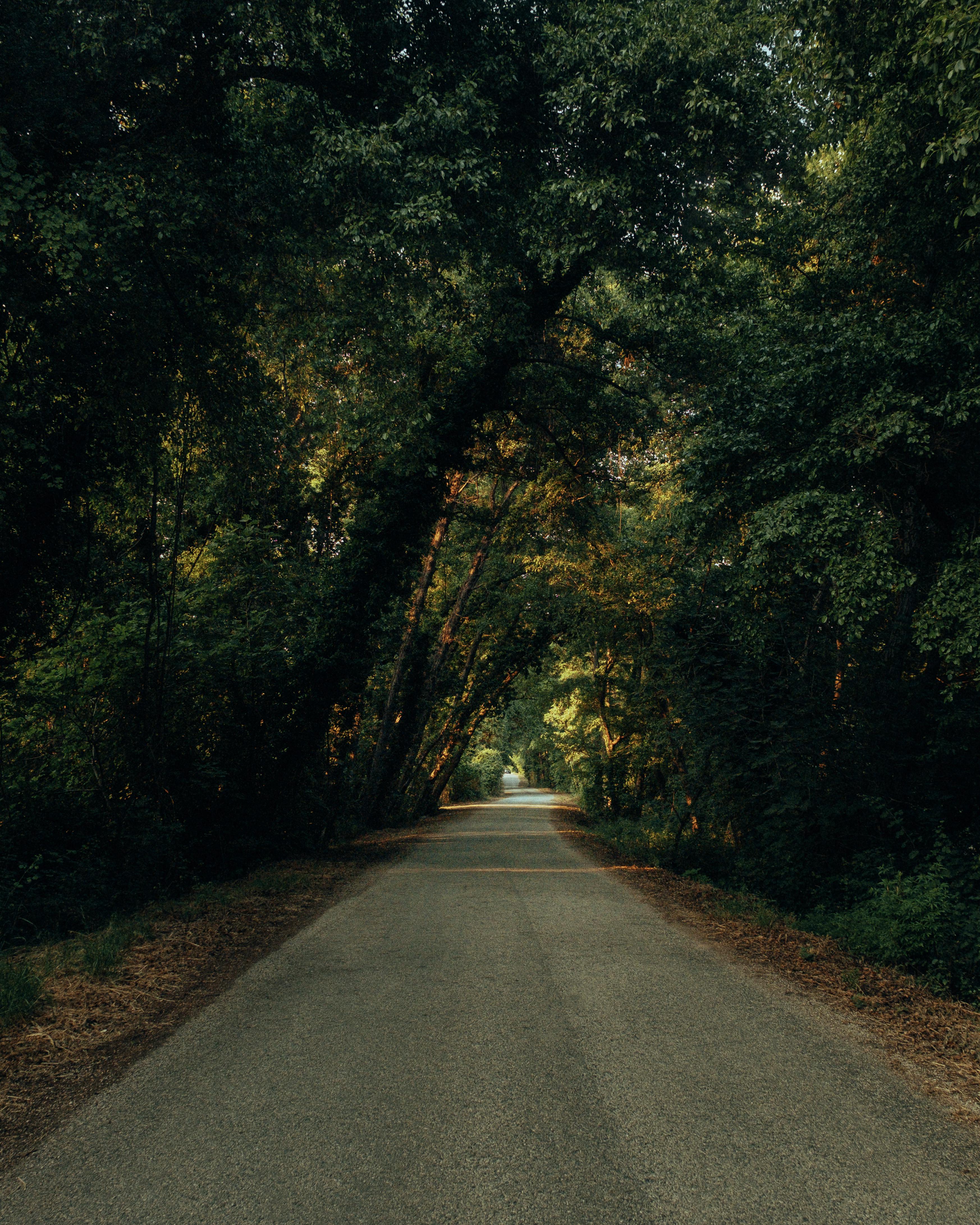 Road Among Trees · Free Stock Photo