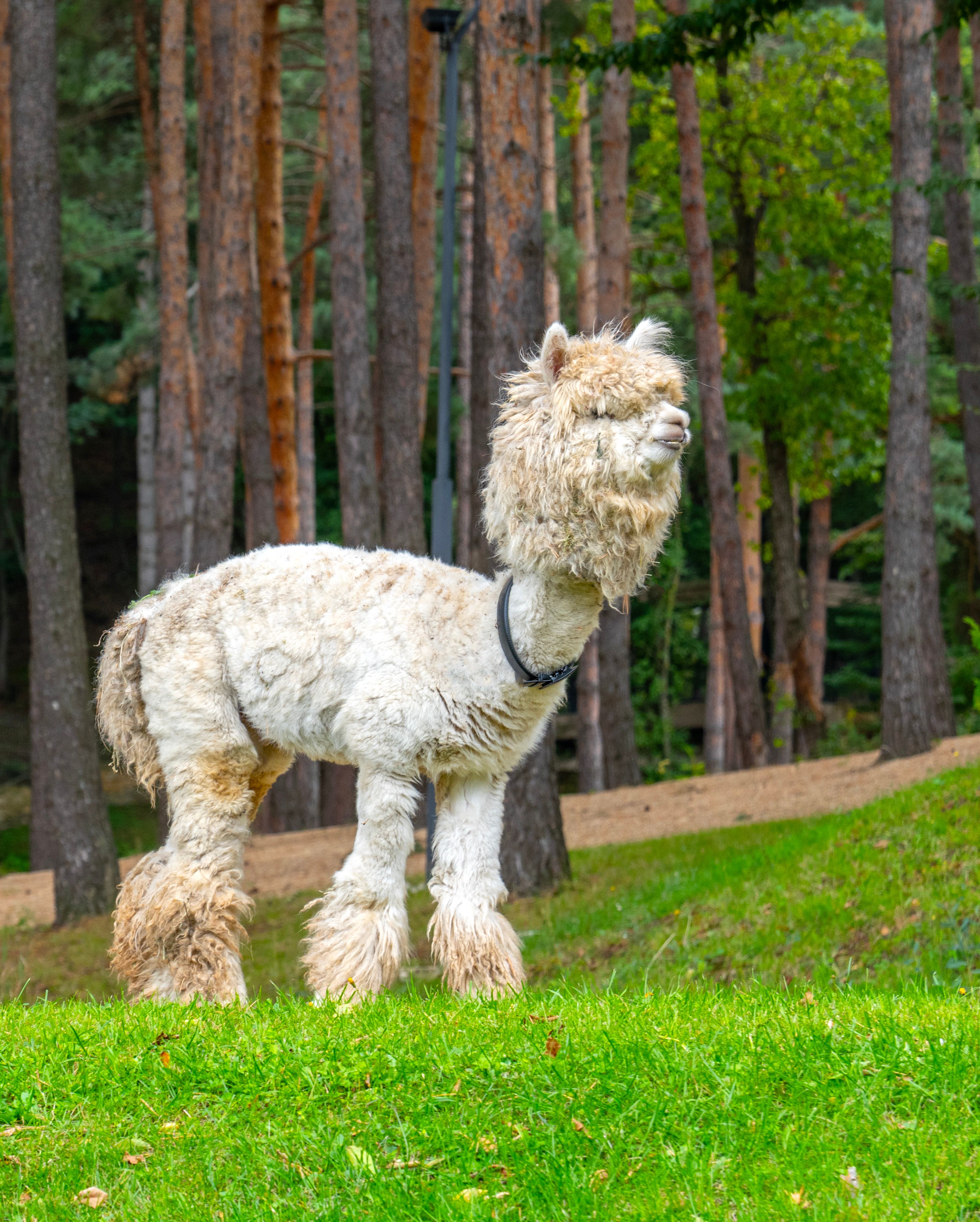 Alpaca in a Pasture with Trees in the Background · Free Stock Photo