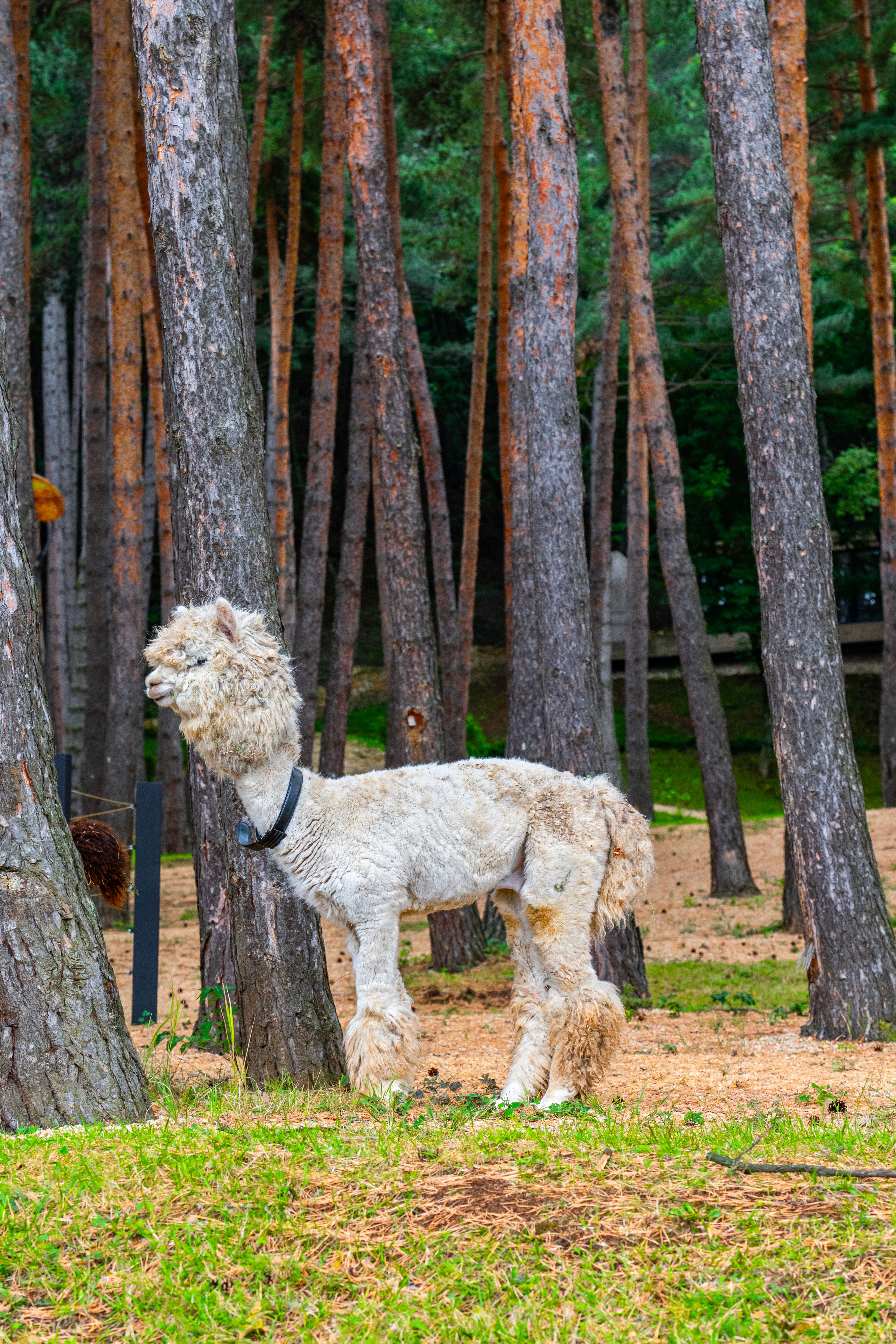 Alpaca in a Forest · Free Stock Photo
