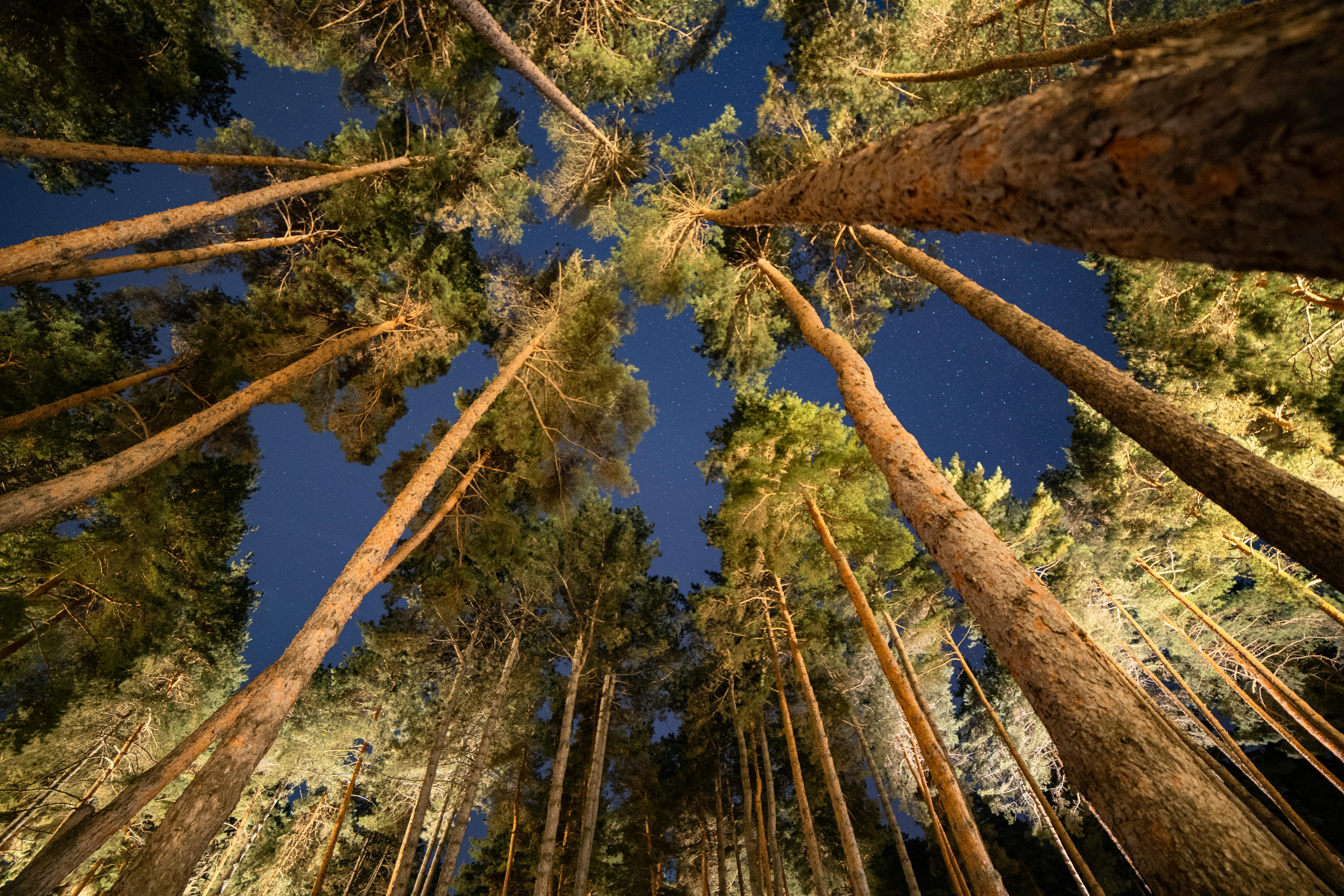 Coniferous Trees in a Forest · Free Stock Photo