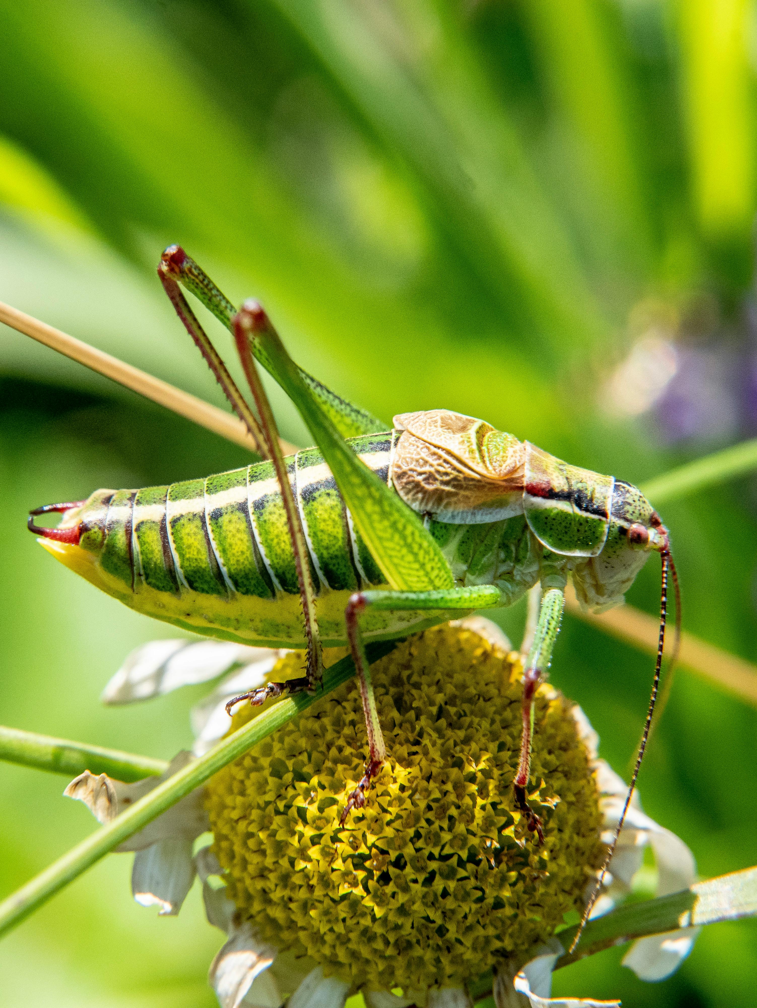 Close-up of a Grasshopper on a Flower · Free Stock Photo