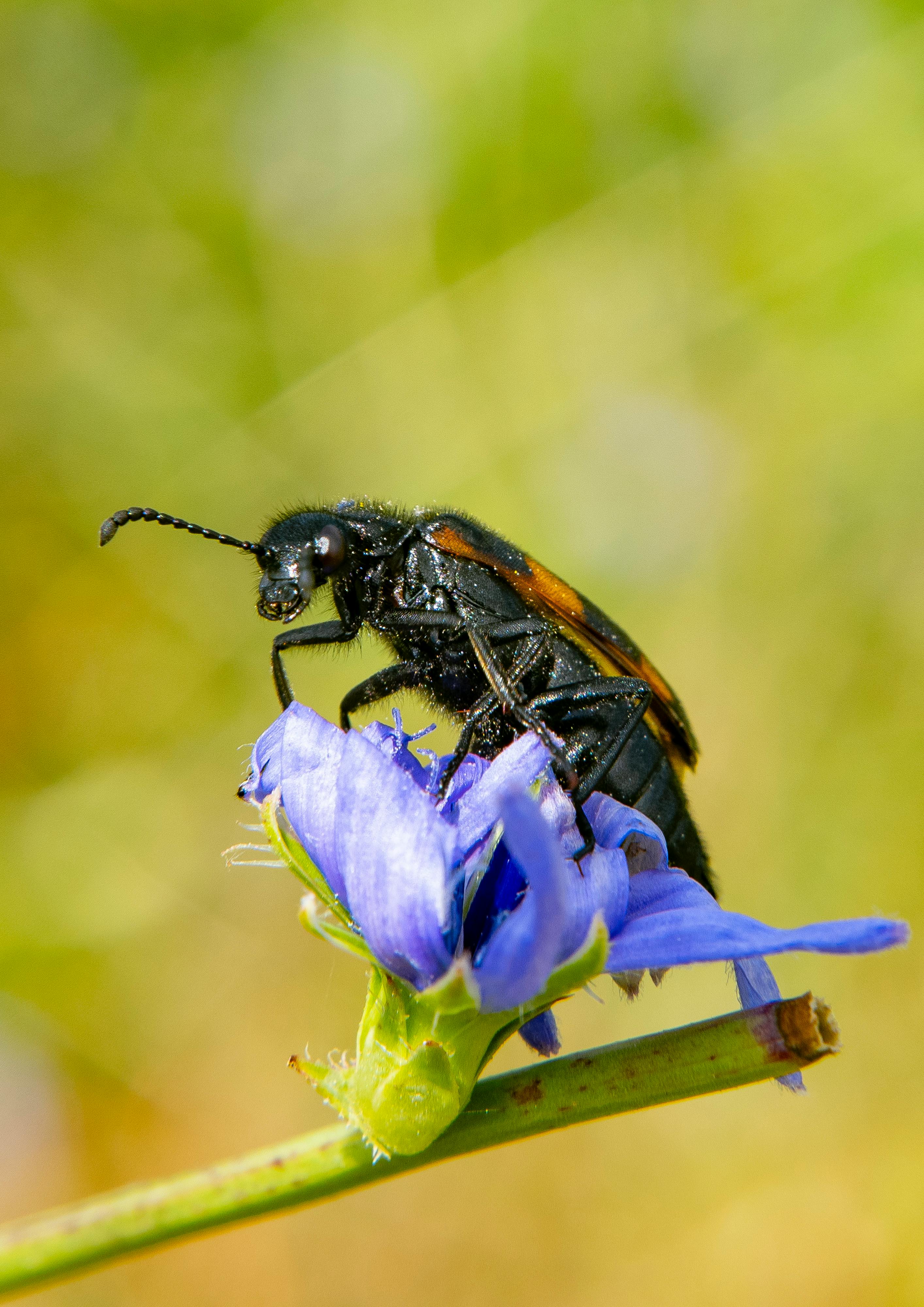 Luksusowe Bug Photos, Download The BEST Free Luksusowe Bug Stock Photos ...