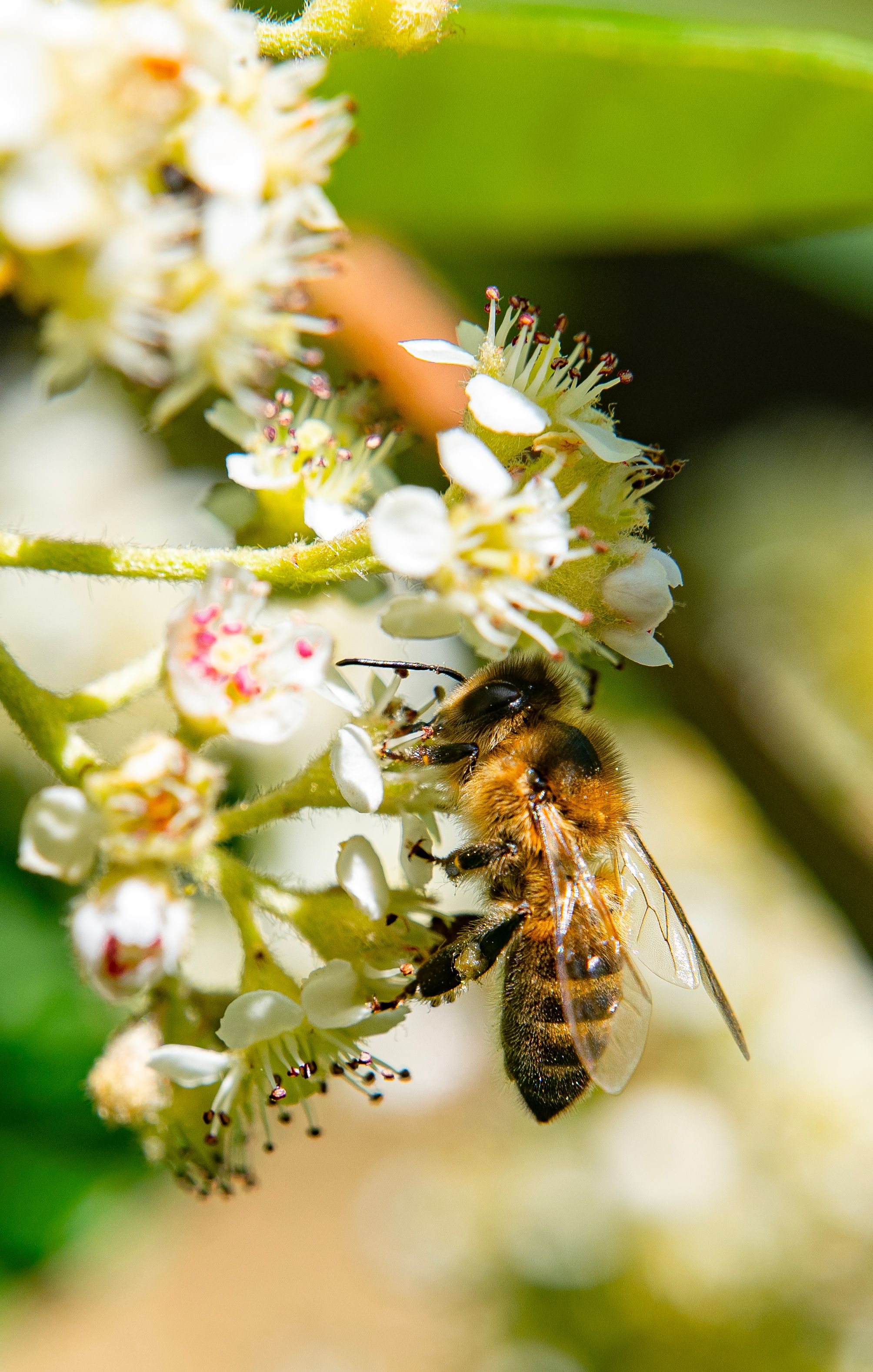 A Group of Black and White Bees on a Beehive · Free Stock Photo