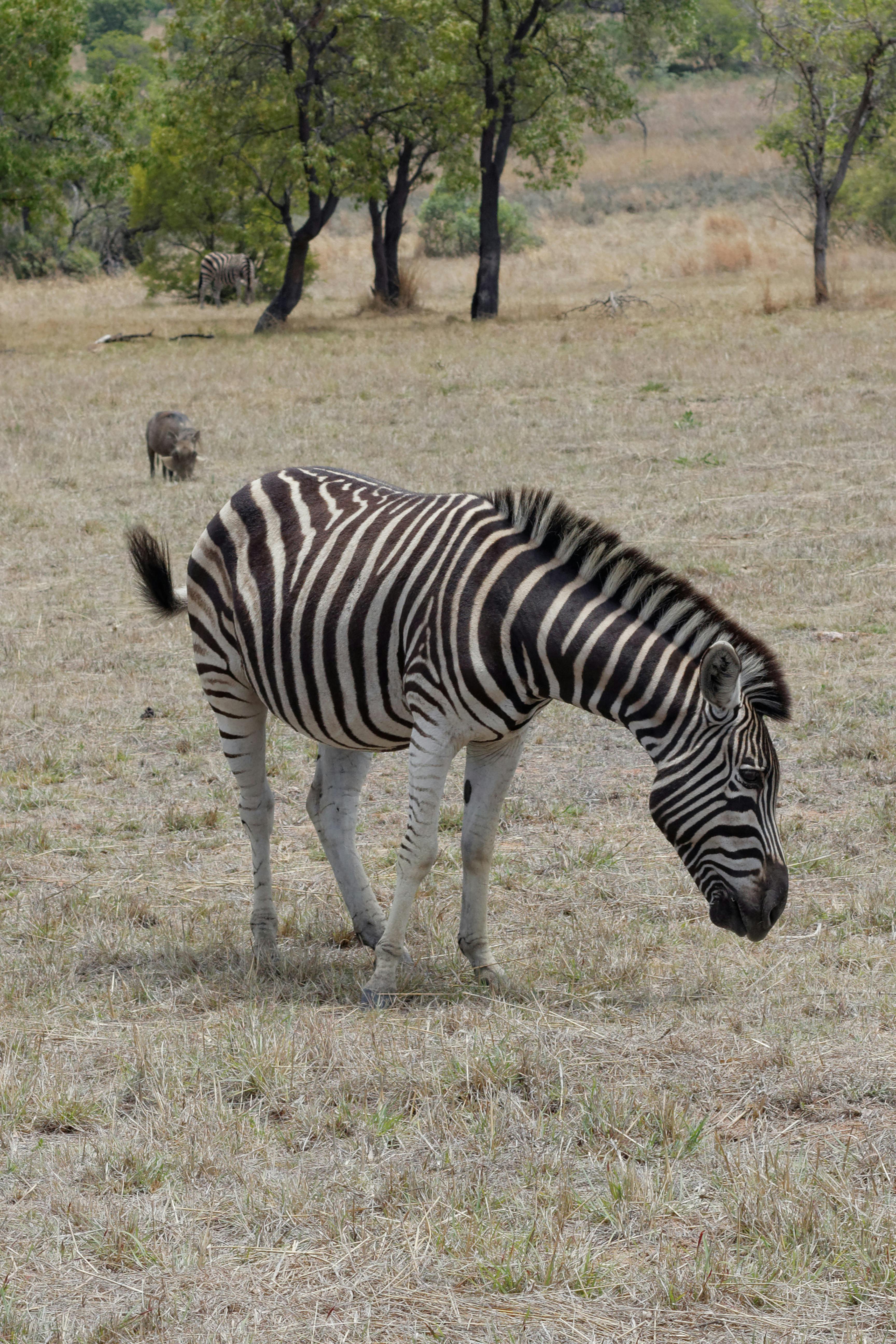 Zebra Near Log and Bushes · Free Stock Photo